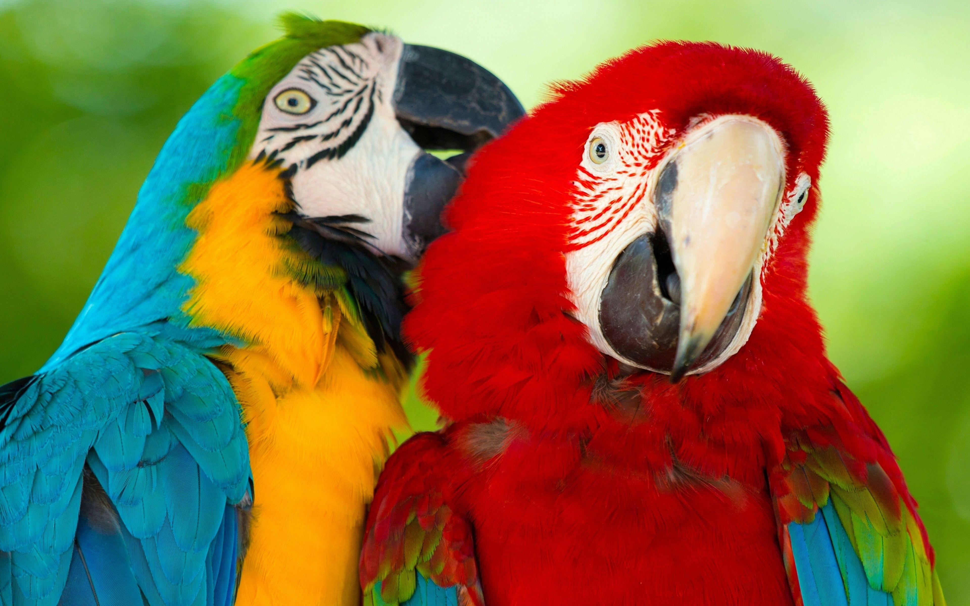 Parrots Laptop Wallpapers - Top Free Parrots Laptop Backgrounds ...