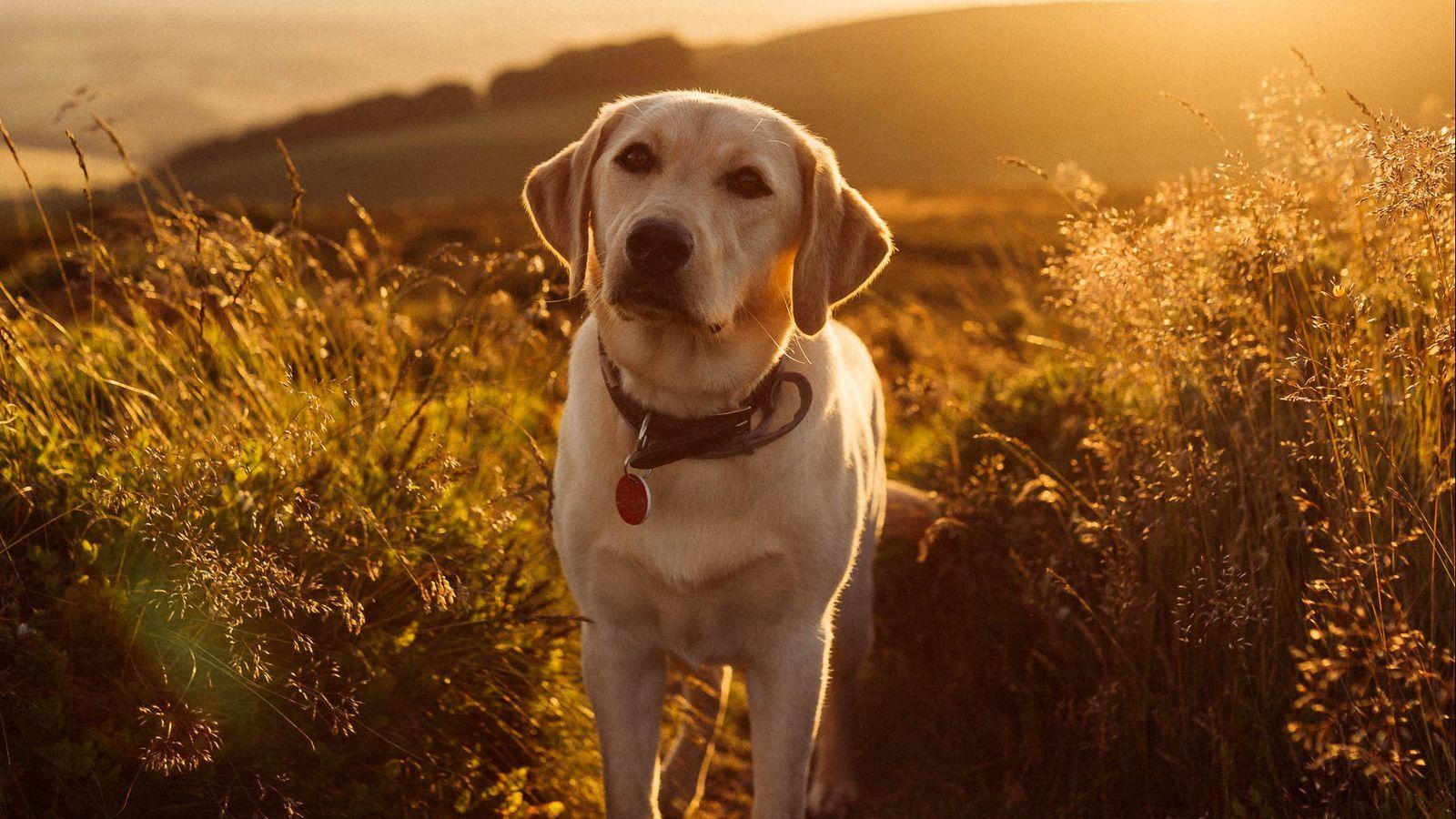 Labrador HD Wallpapers - Top Free Labrador HD Backgrounds - WallpaperAccess
