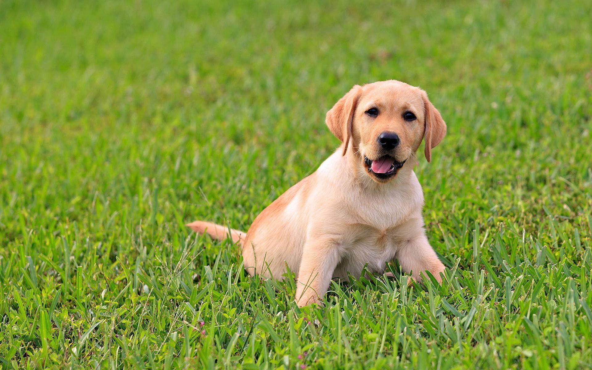 Labrador HD Wallpapers - Top Free Labrador HD Backgrounds - WallpaperAccess