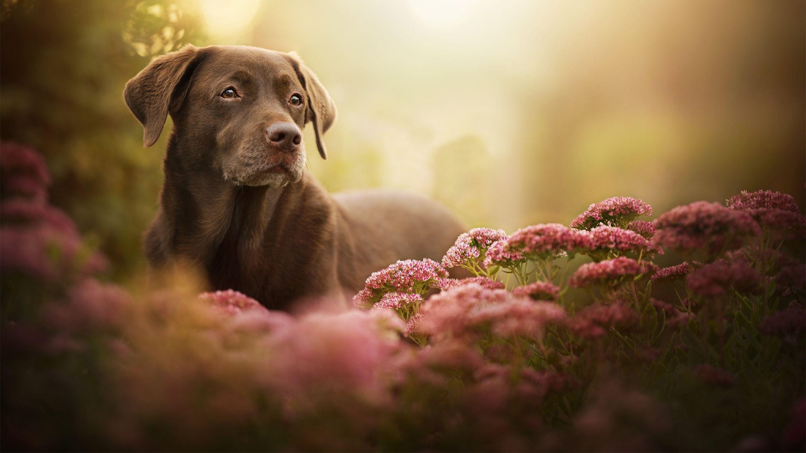 Labrador HD Wallpapers - Top Free Labrador HD Backgrounds - WallpaperAccess