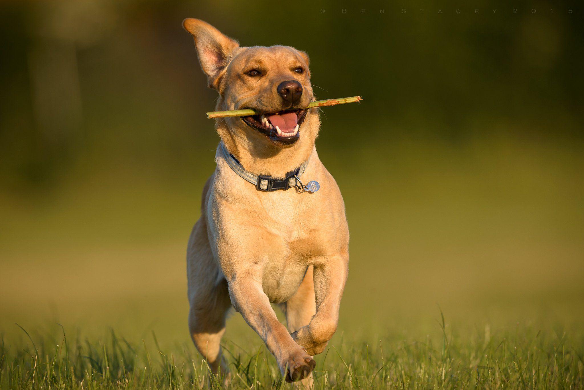 Dog Running Wallpapers - Top Free Dog Running Backgrounds - WallpaperAccess
