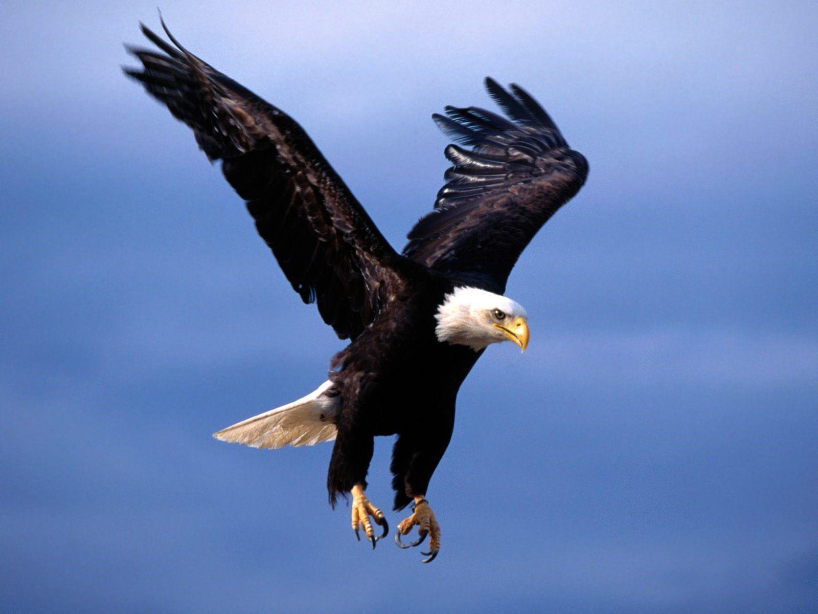 Cool Eagle HD Wallpapers - Top Free Cool Eagle HD Backgrounds - WallpaperAccess