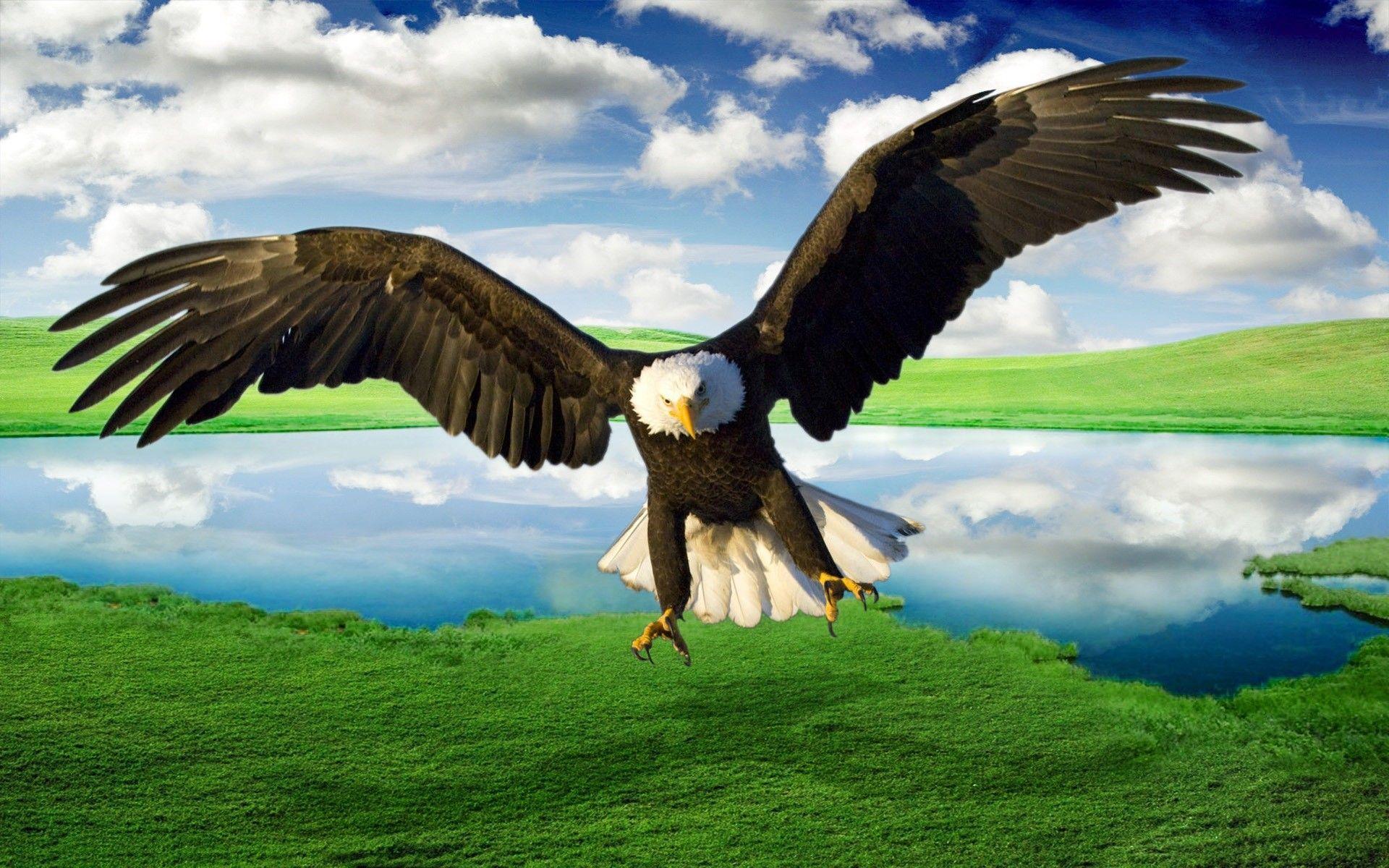 Cool Eagle HD Wallpapers - Top Free Cool Eagle HD Backgrounds ...