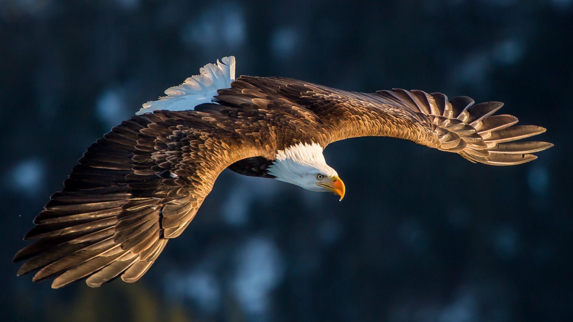 Cool Eagle HD Wallpapers - Top Free Cool Eagle HD Backgrounds - WallpaperAccess