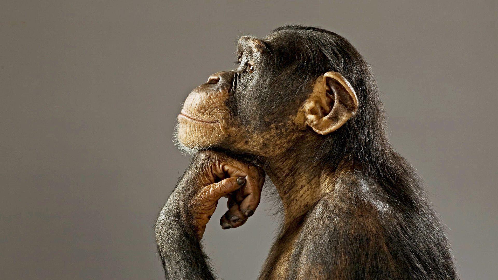 Chimpanzee HD Wallpapers - Top Free Chimpanzee HD Backgrounds ...