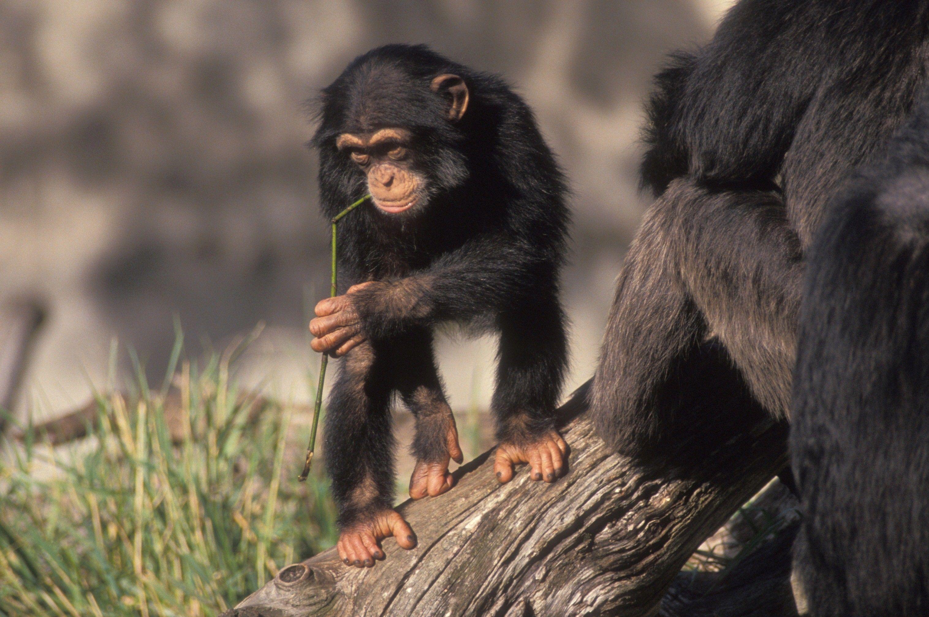 Chimpanzee HD Wallpapers - Top Free Chimpanzee HD Backgrounds ...