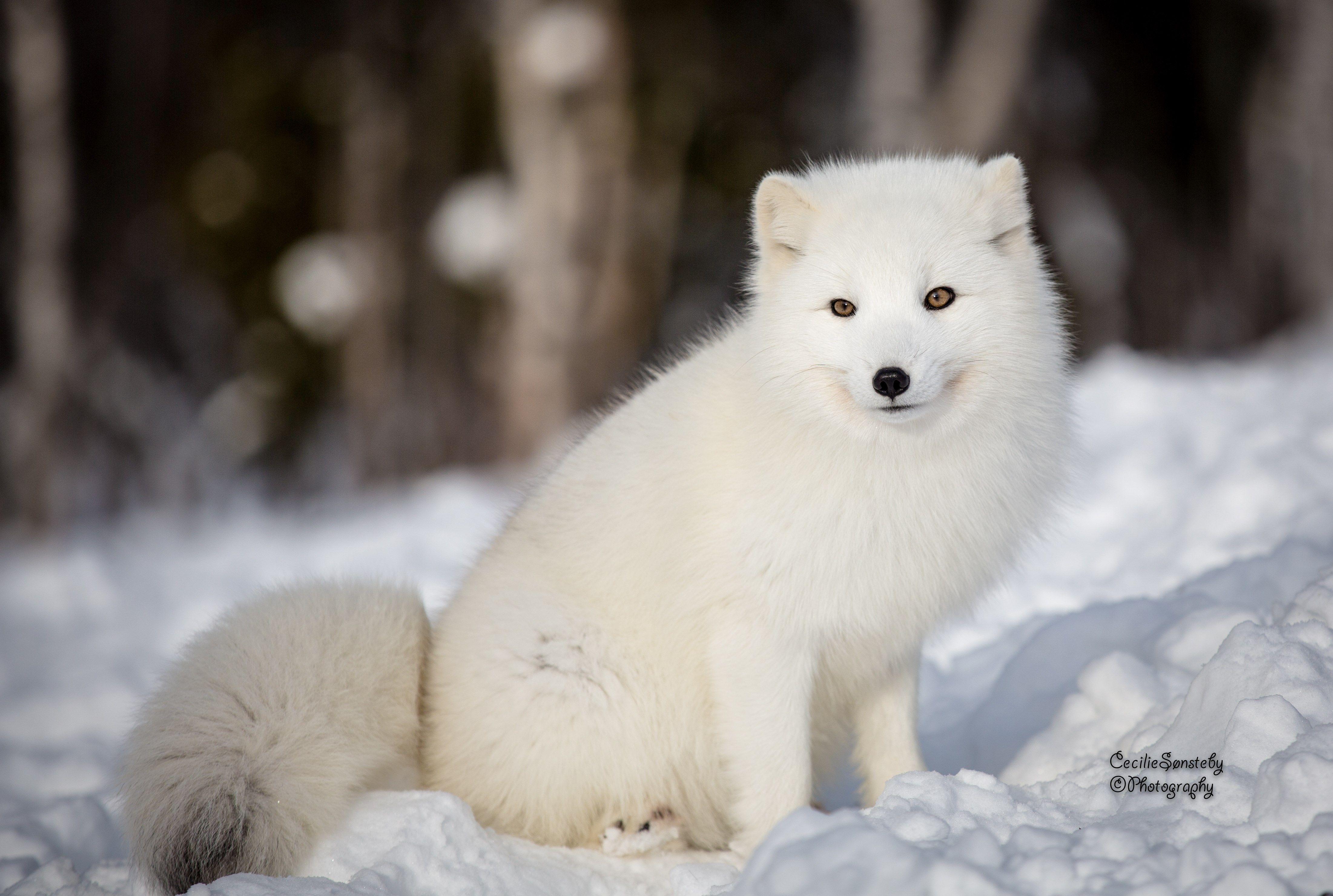 Arctic Fox 4K Wallpapers - Top Free Arctic Fox 4K Backgrounds ...