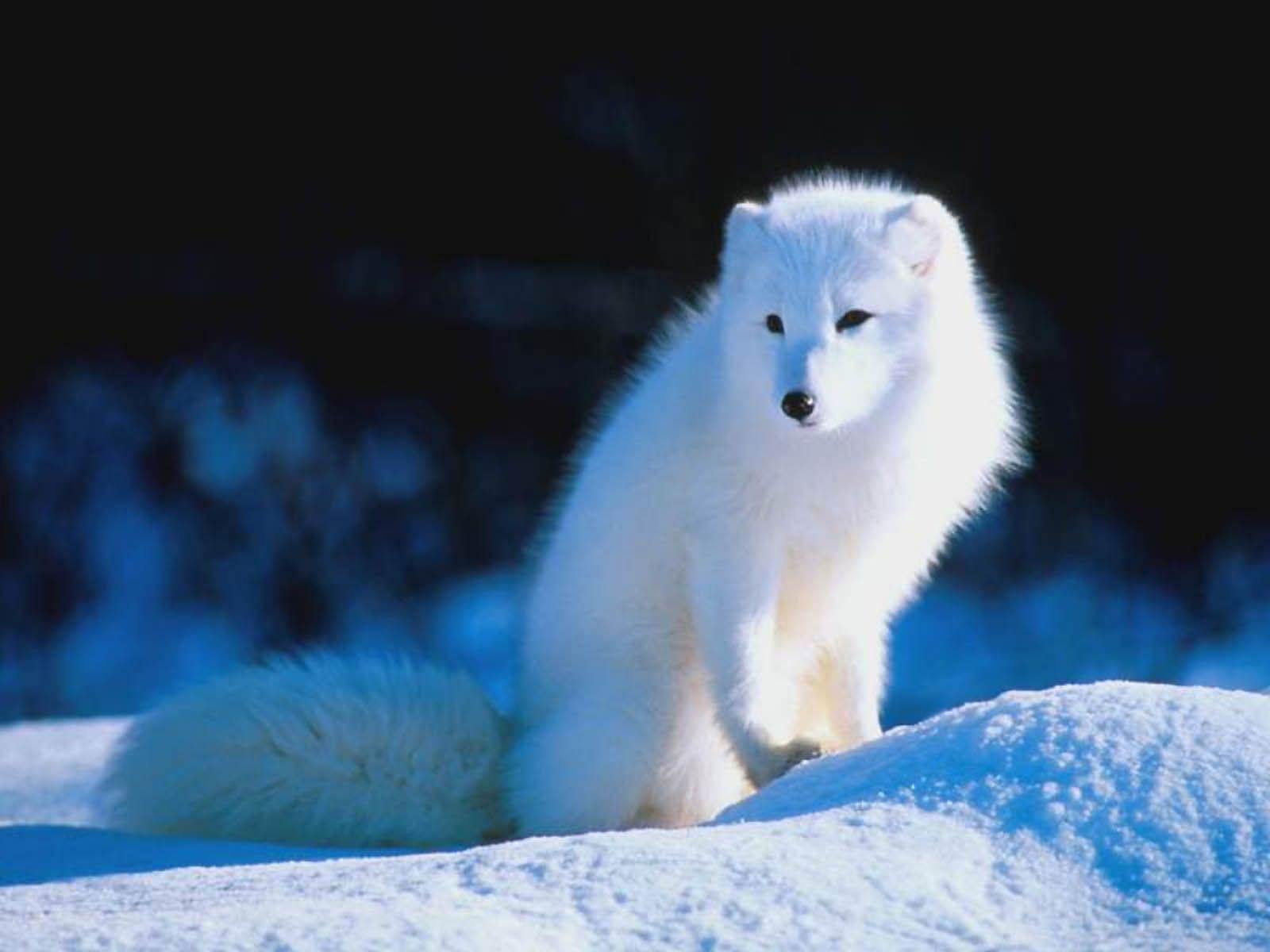 Arctic Fox 4K Wallpapers - Top Free Arctic Fox 4K Backgrounds ...