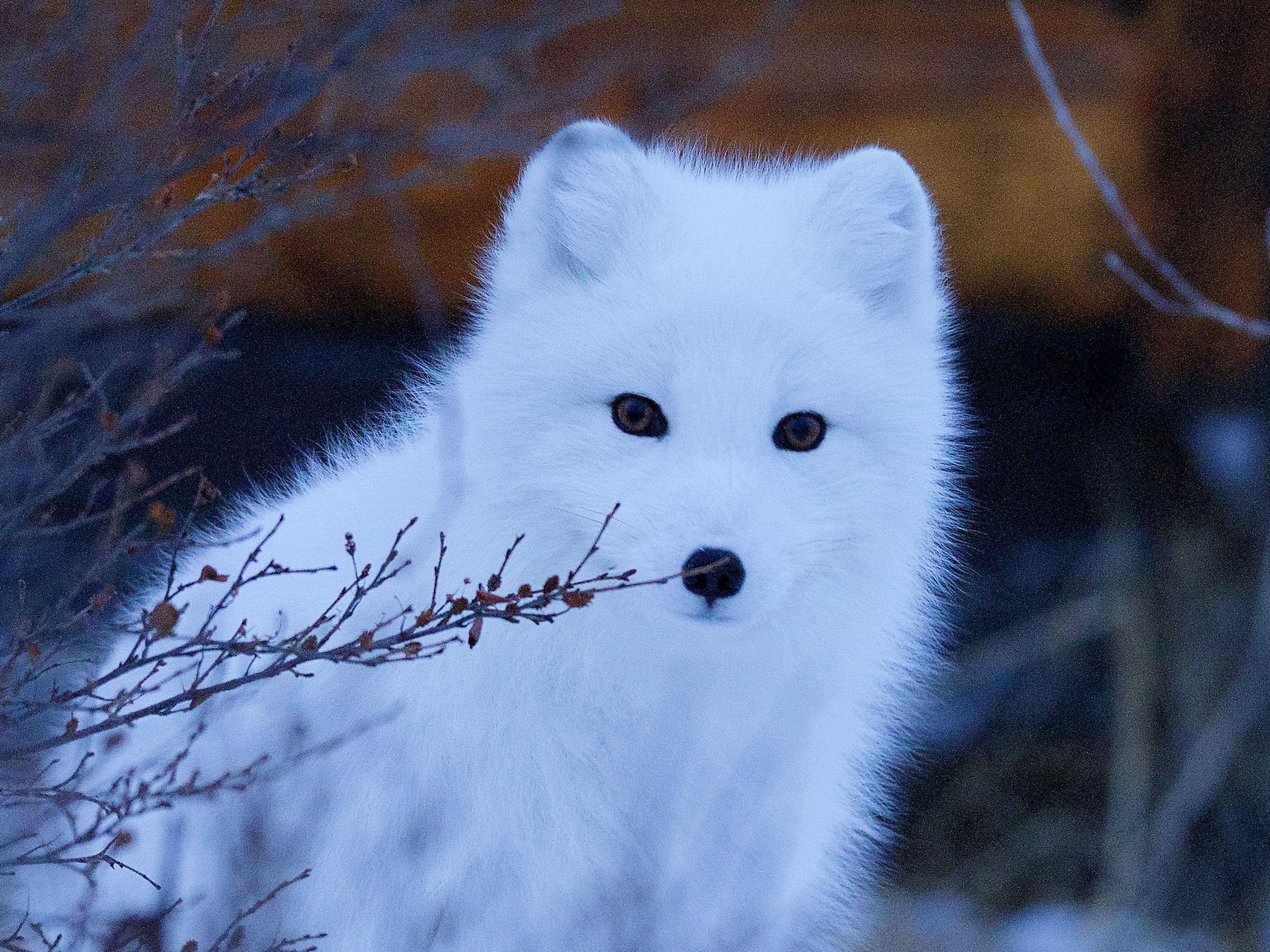 Arctic Fox 4K Wallpapers - Top Free Arctic Fox 4K Backgrounds ...