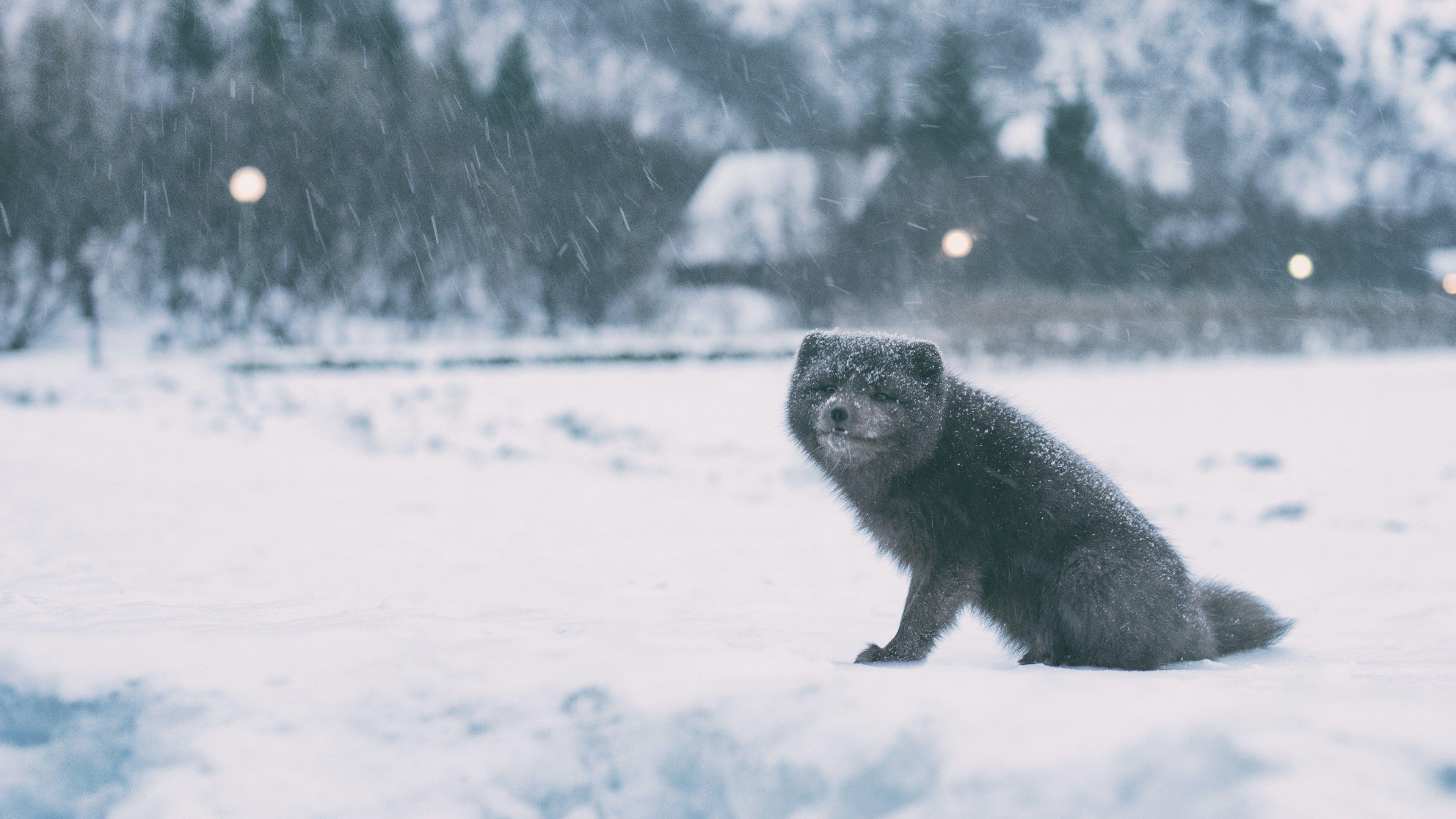 Arctic Fox 4K Wallpapers - Top Free Arctic Fox 4K Backgrounds ...