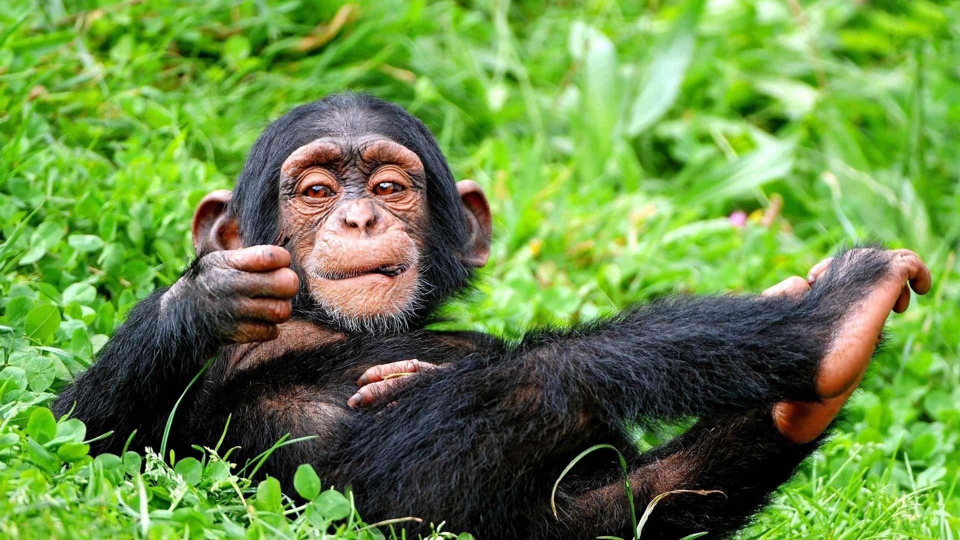 Chimpanzee HD Wallpapers - Top Free Chimpanzee HD Backgrounds ...