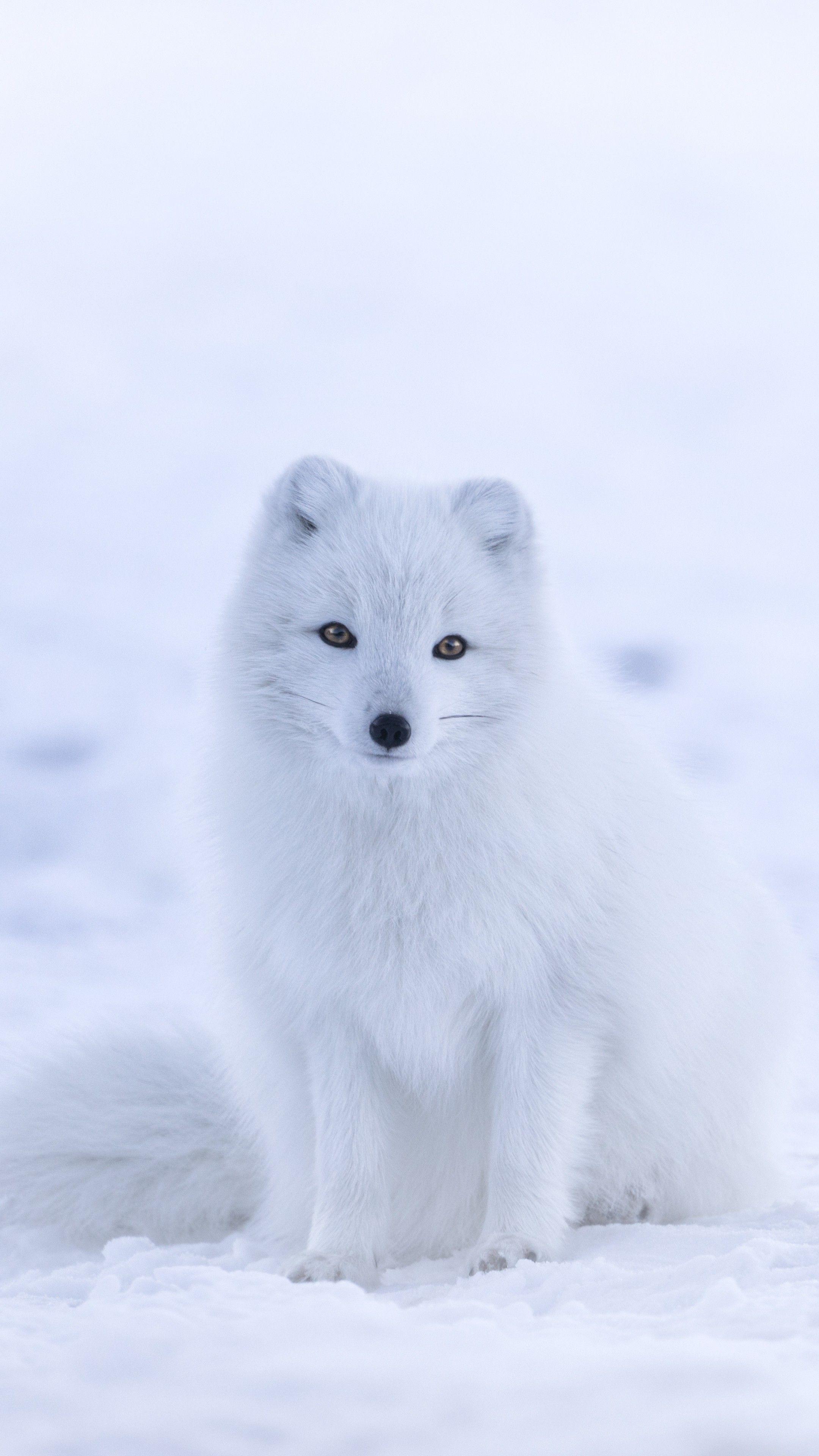 Winter Fox Wallpapers - Top Free Winter Fox Backgrounds - WallpaperAccess