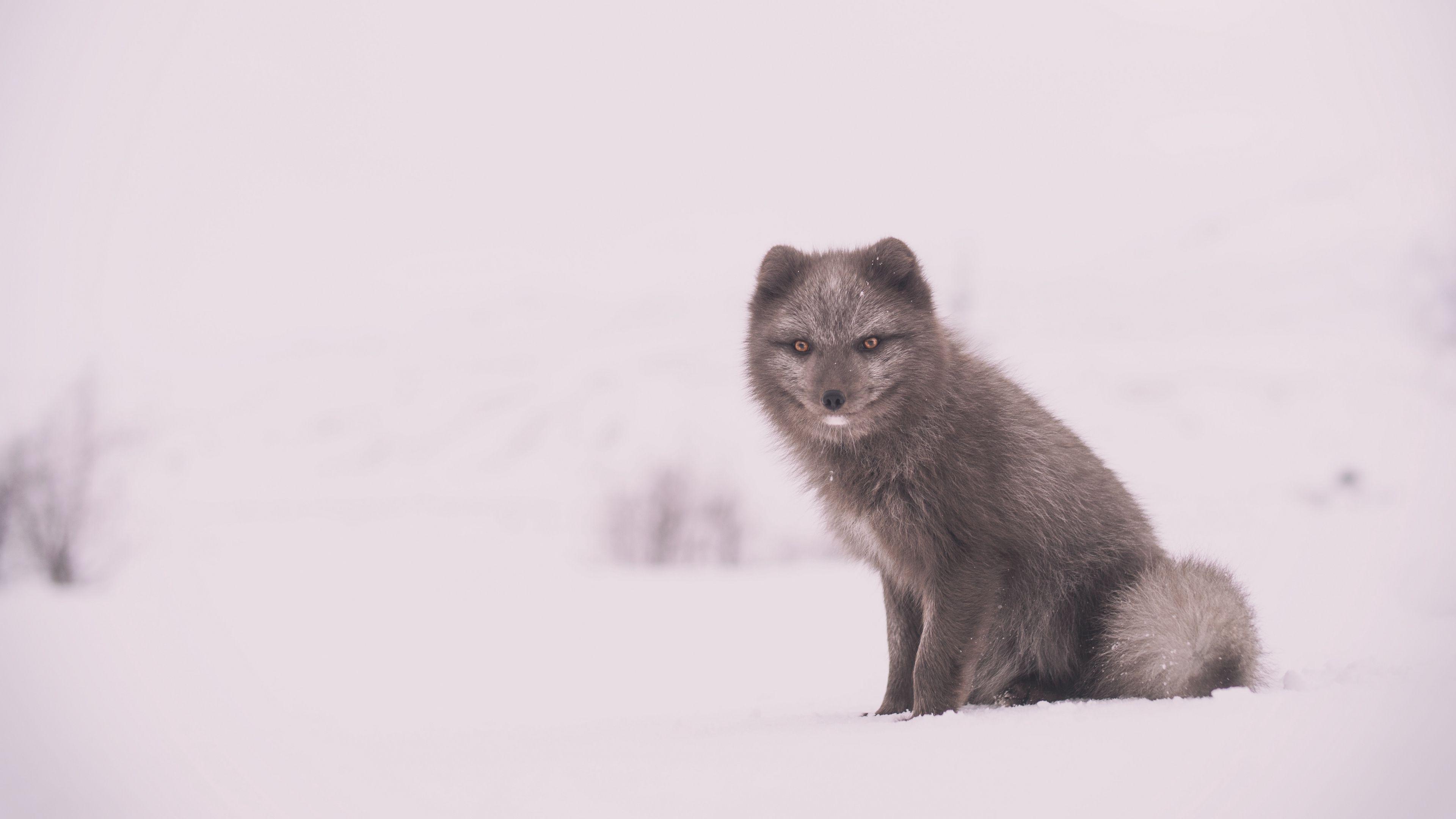 Arctic Fox 4K Wallpapers - Top Free Arctic Fox 4K Backgrounds ...