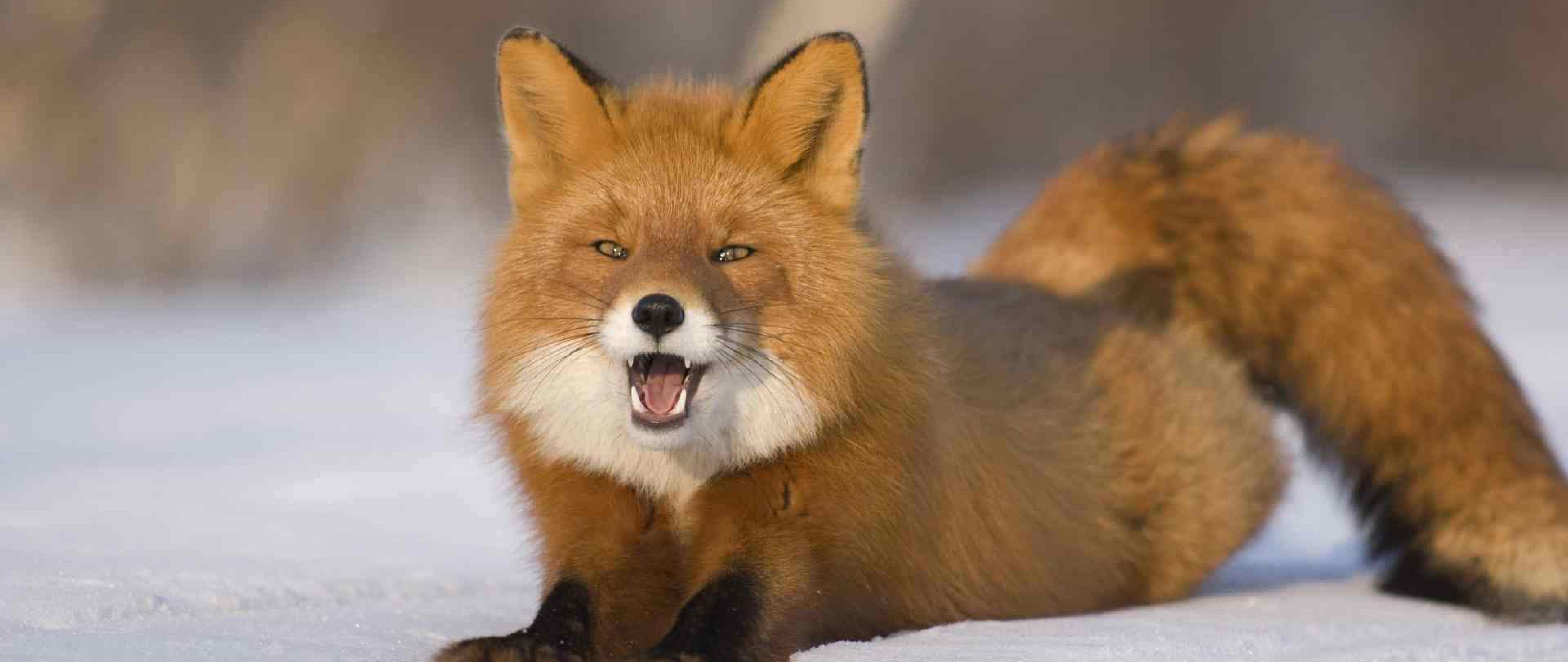 Arctic Fox 4K Wallpapers - Top Free Arctic Fox 4K Backgrounds ...