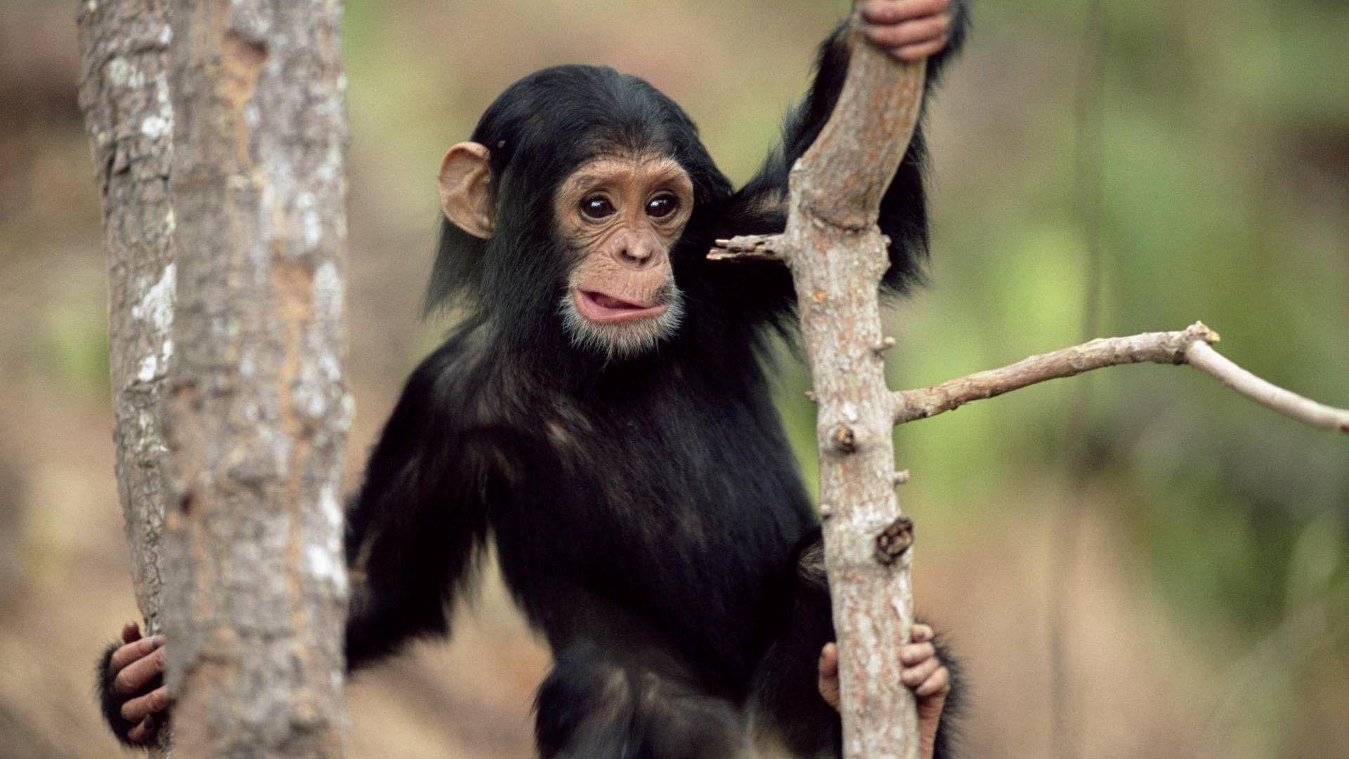Chimpanzee HD Wallpapers - Top Free Chimpanzee HD Backgrounds ...
