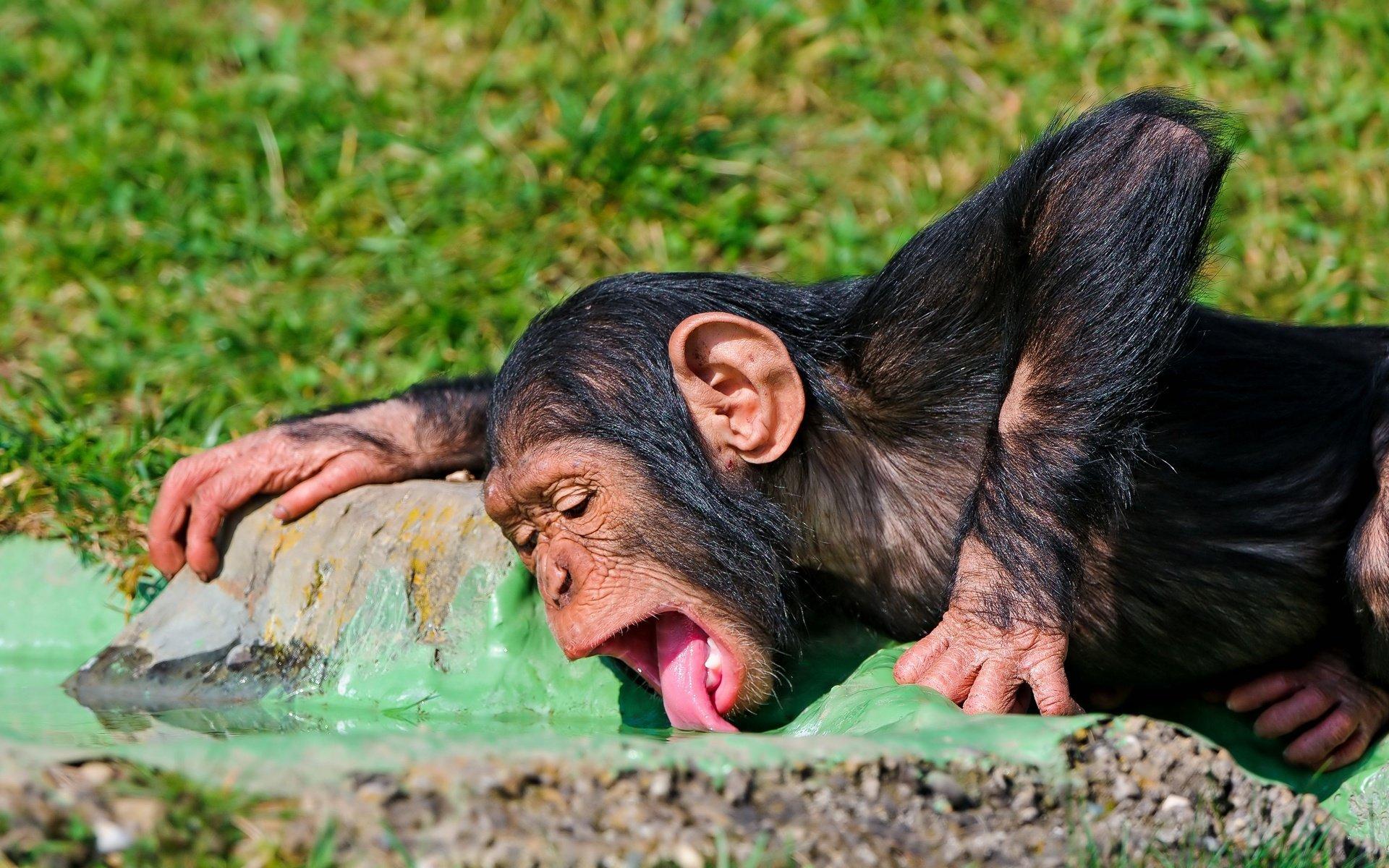 Chimpanzee HD Wallpapers - Top Free Chimpanzee HD Backgrounds ...