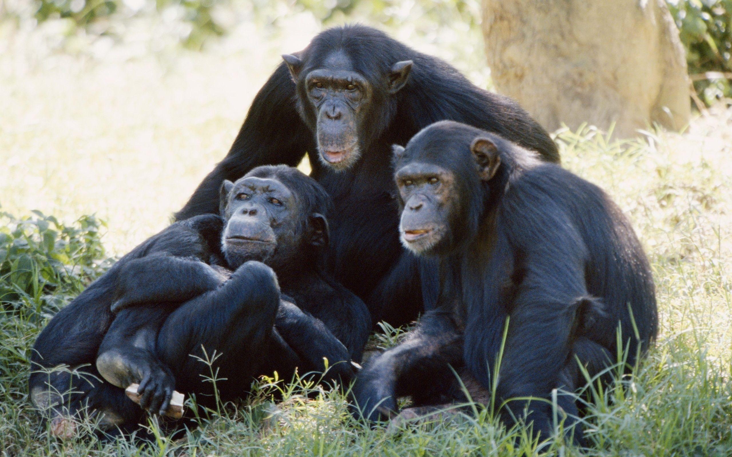 Chimpanzee HD Wallpapers - Top Free Chimpanzee HD Backgrounds ...