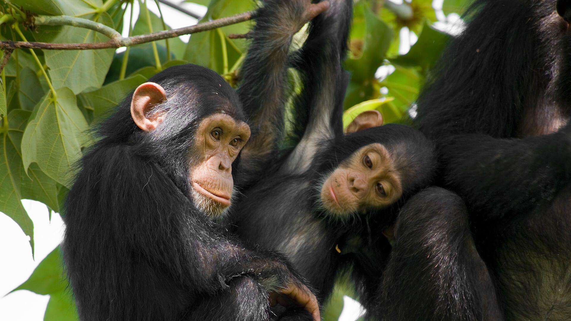 Chimpanzee HD Wallpapers - Top Free Chimpanzee HD Backgrounds ...