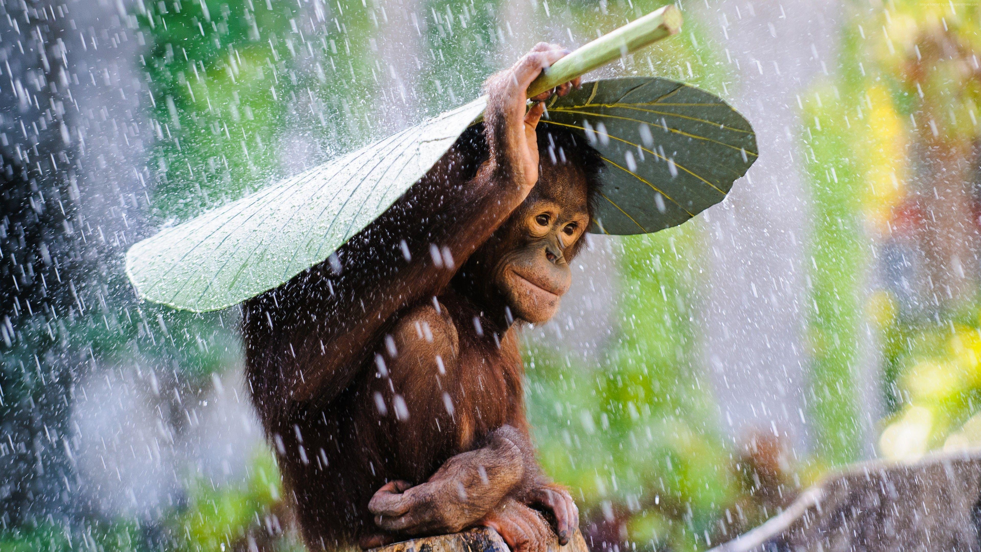 Chimpanzee HD Wallpapers - Top Free Chimpanzee HD Backgrounds ...