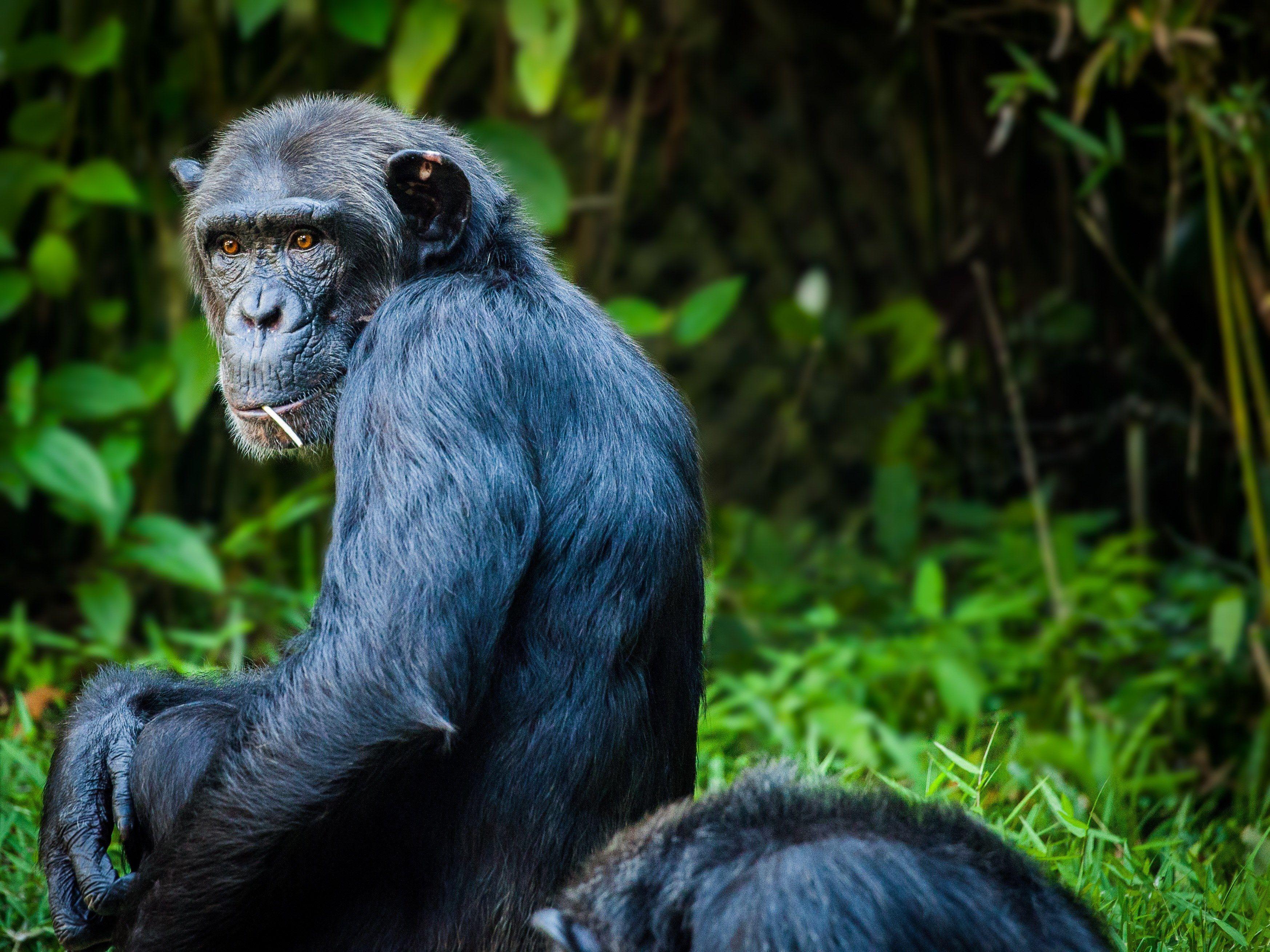 Chimpanzee HD Wallpapers - Top Free Chimpanzee HD Backgrounds ...