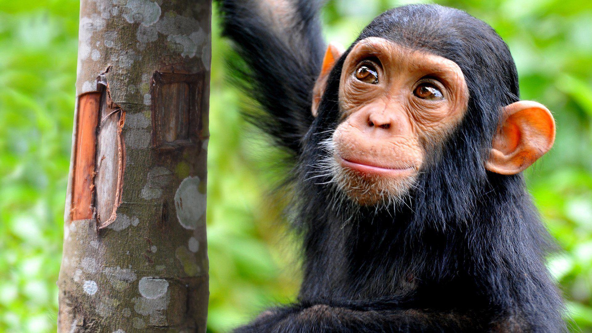 Chimpanzee HD Wallpapers - Top Free Chimpanzee HD Backgrounds ...