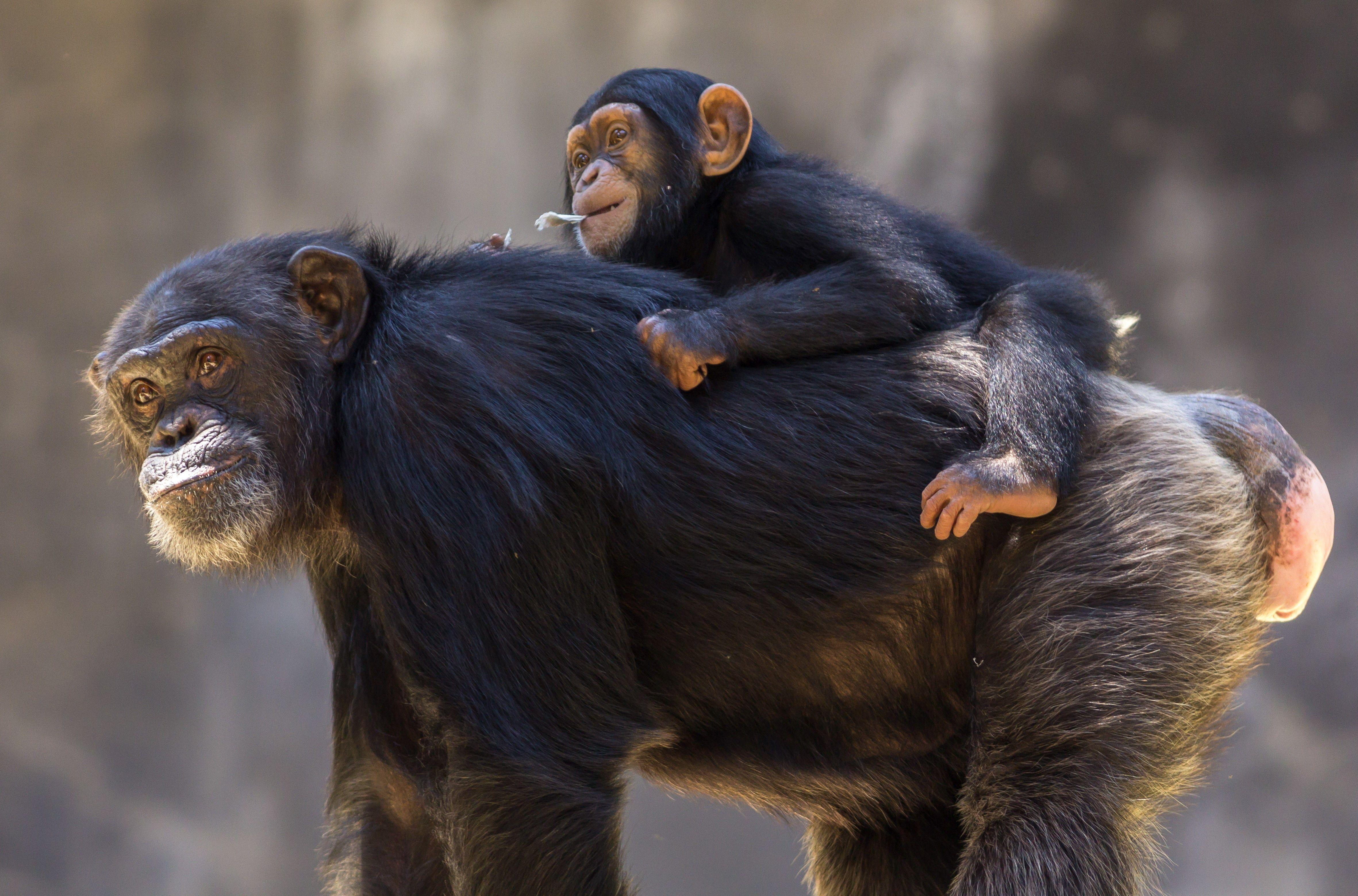 Chimpanzee HD Wallpapers - Top Free Chimpanzee HD Backgrounds ...