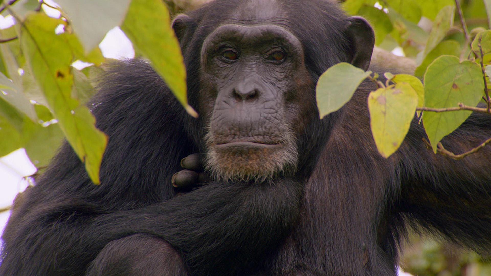 Chimpanzee HD Wallpapers - Top Free Chimpanzee HD Backgrounds ...