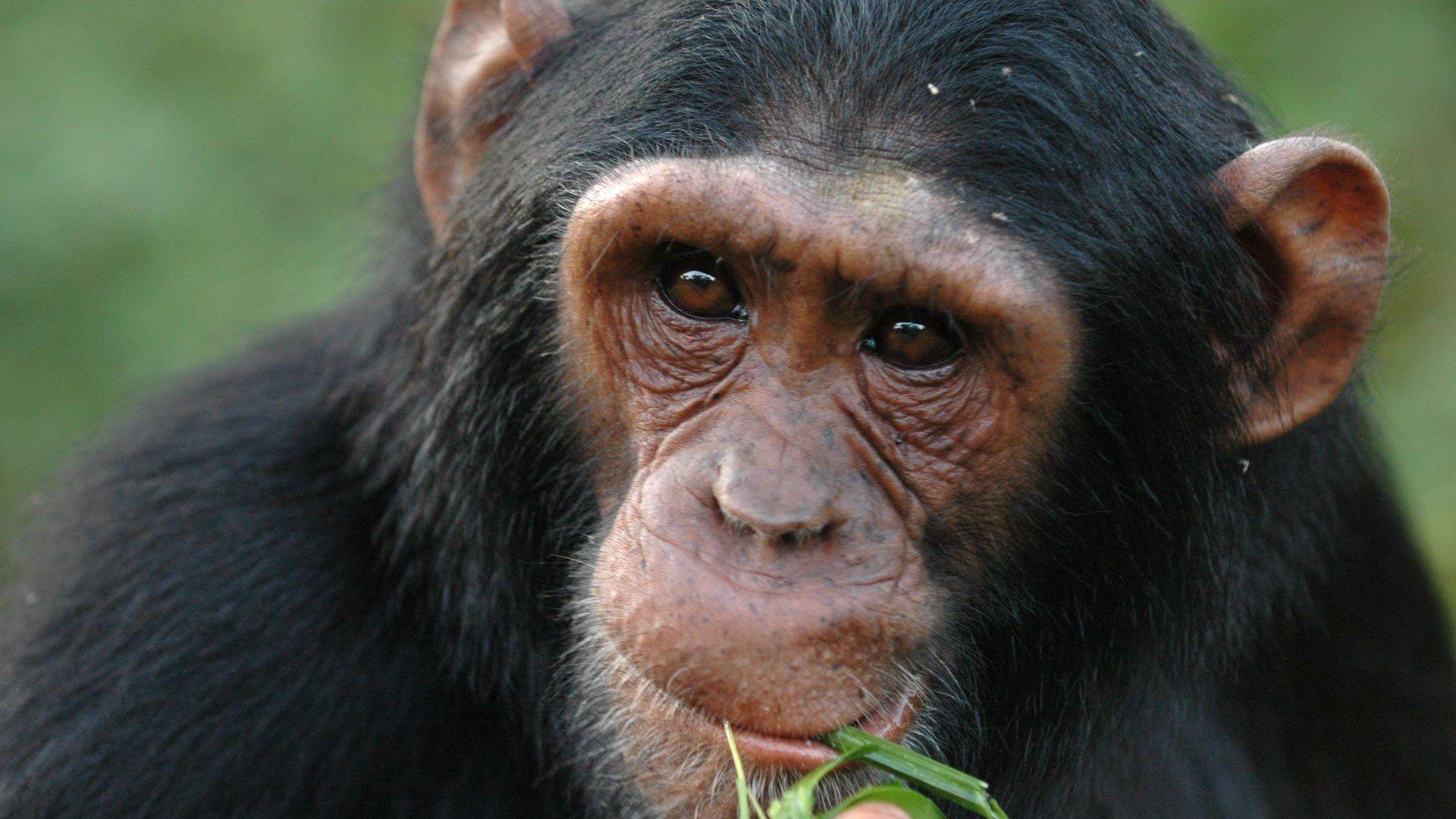 Chimpanzee HD Wallpapers - Top Free Chimpanzee HD Backgrounds ...