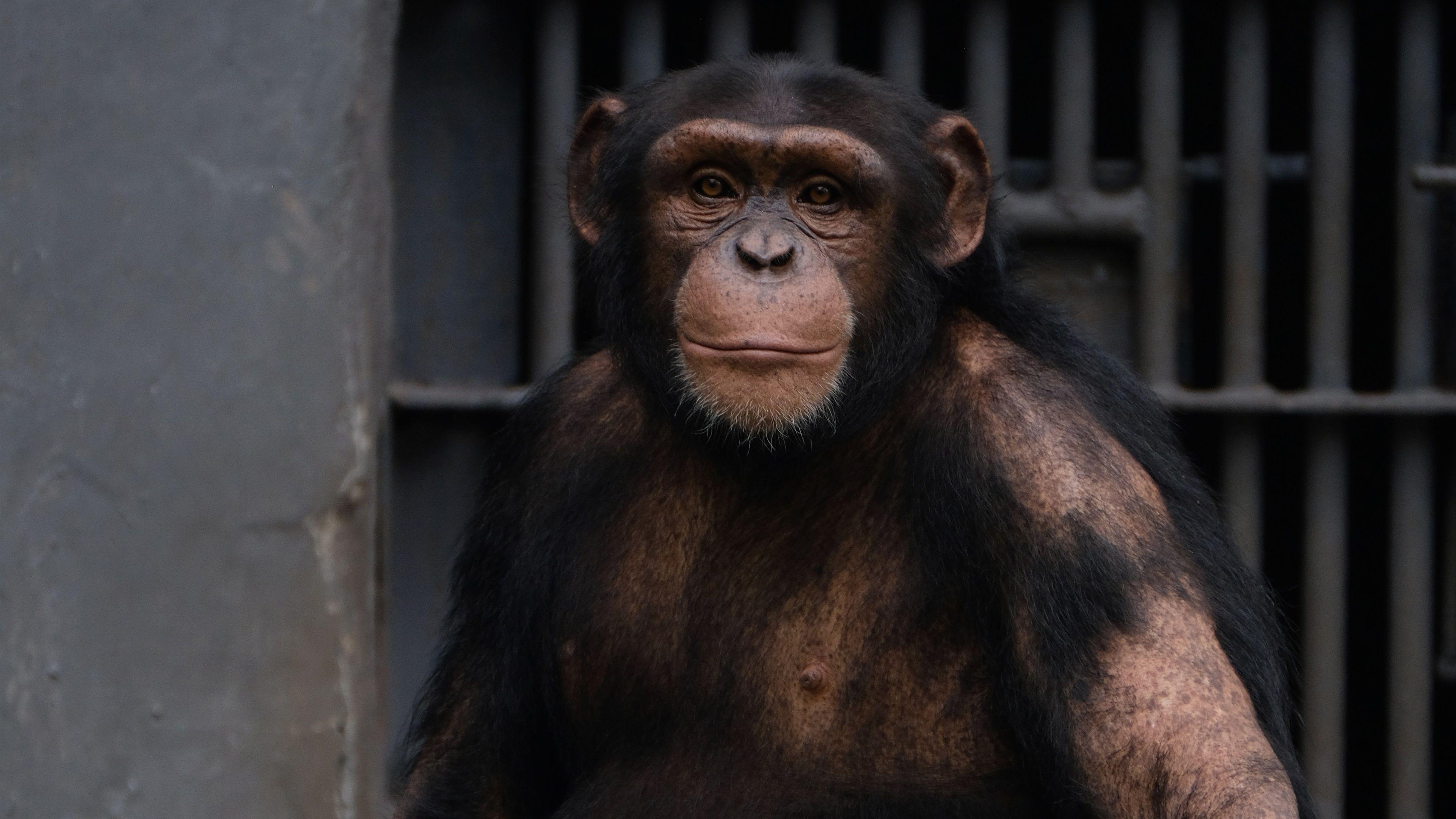 Chimpanzee HD Wallpapers - Top Free Chimpanzee HD Backgrounds ...