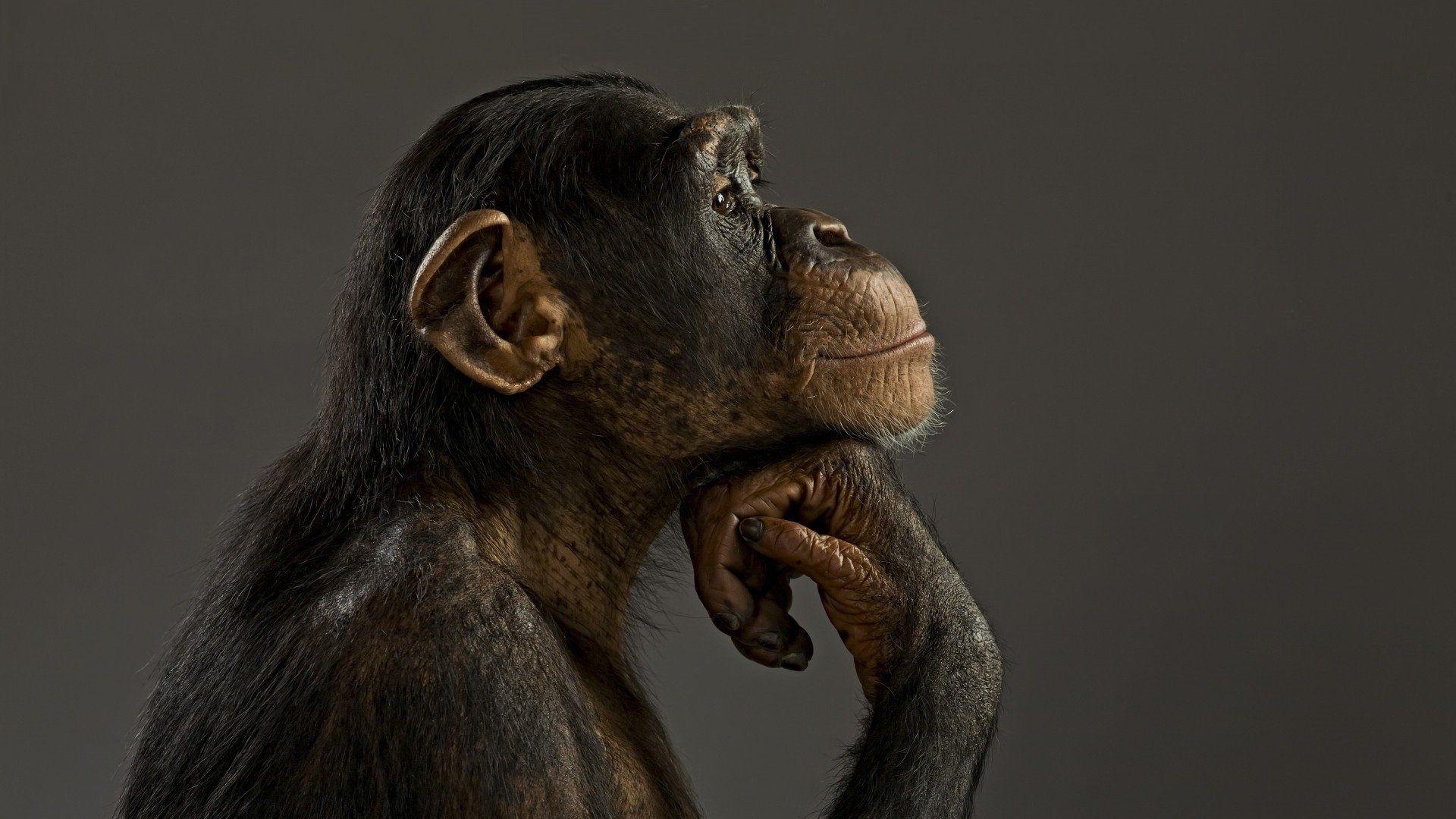 Chimpanzee HD Wallpapers - Top Free Chimpanzee HD Backgrounds ...