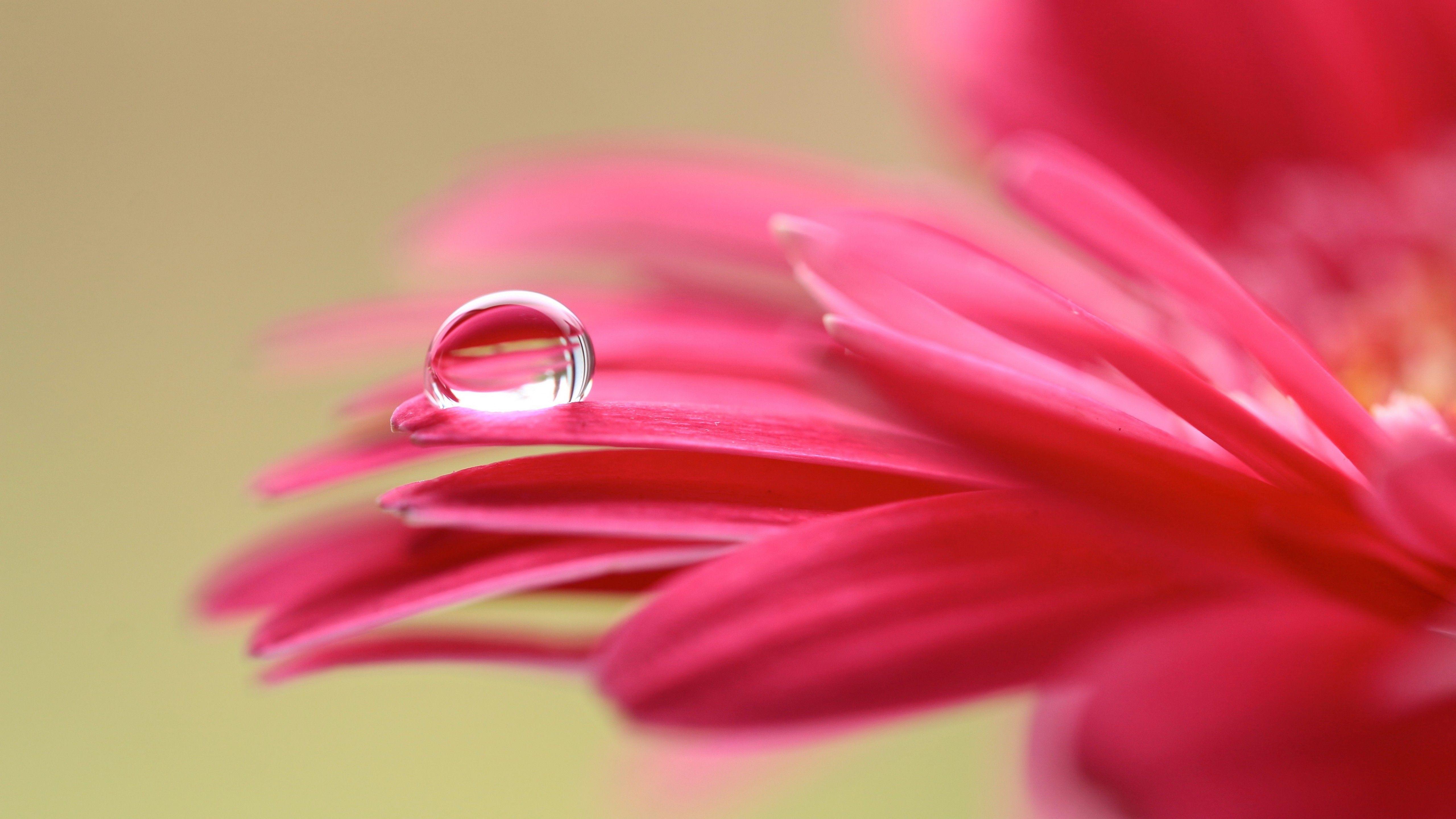 5K Flower Wallpapers - Top Free 5K Flower Backgrounds - WallpaperAccess