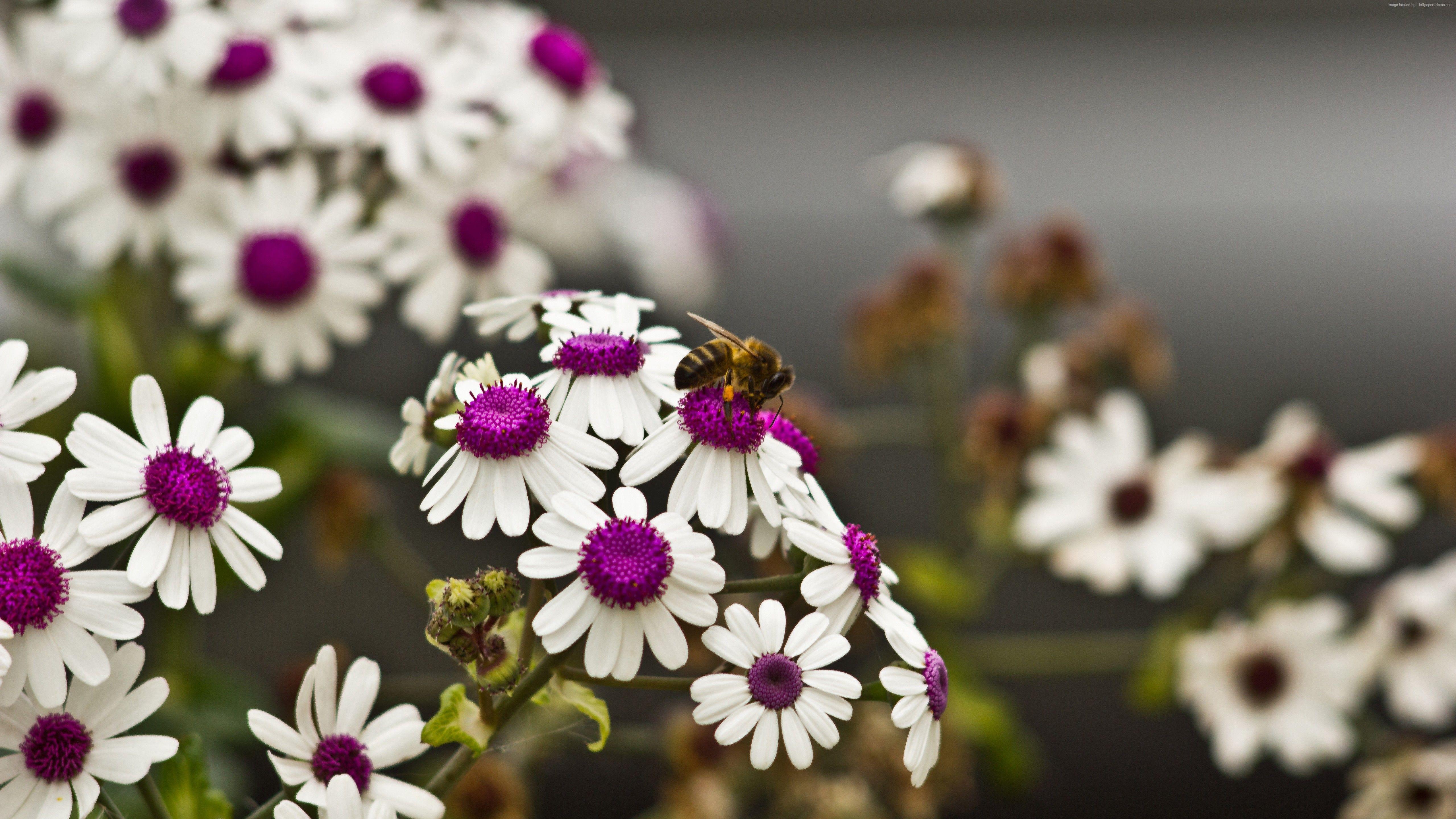 5K Flower Wallpapers - Top Free 5K Flower Backgrounds - WallpaperAccess