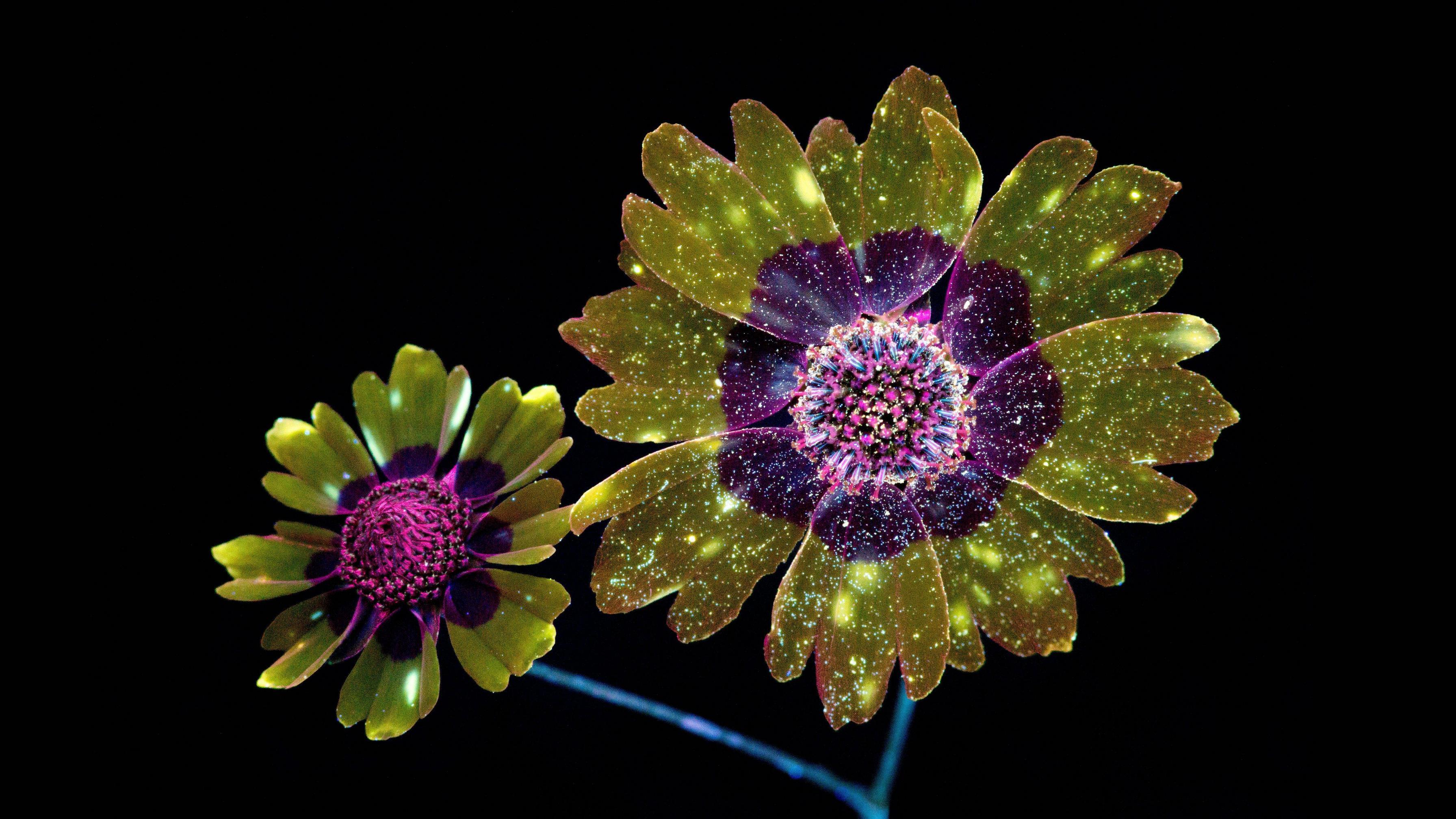 5K Flower Wallpapers - Top Free 5K Flower Backgrounds - WallpaperAccess