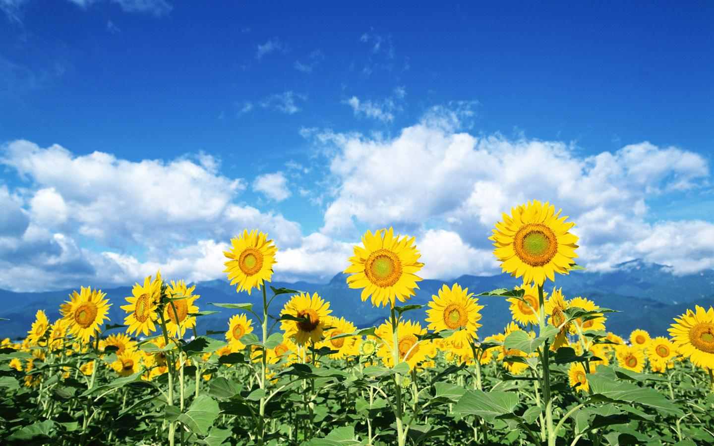 Rustic Sunflower Wallpapers - Top Free Rustic Sunflower Backgrounds ...