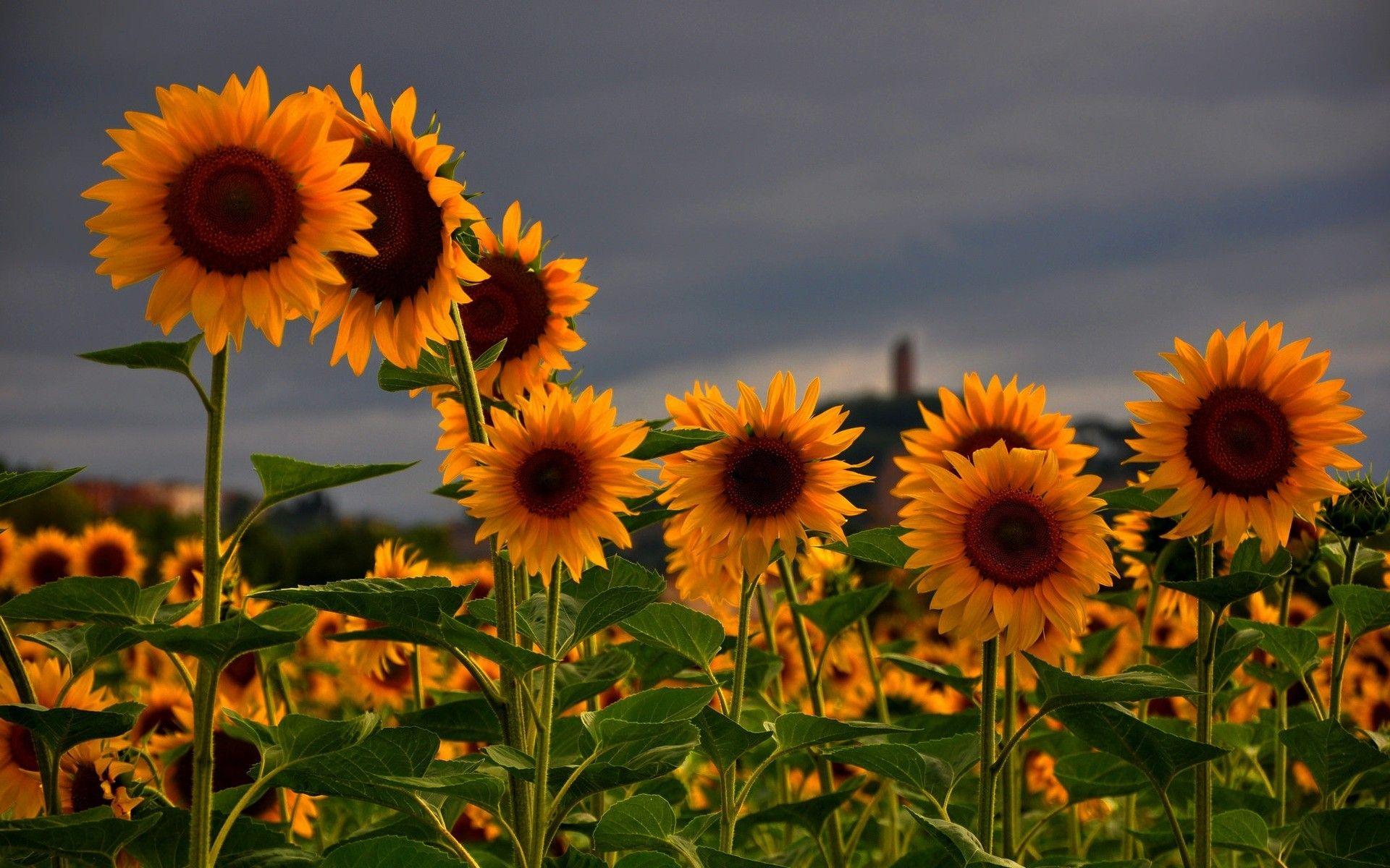 Sunflower Computer Wallpapers - Top Free Sunflower Computer Backgrounds ...