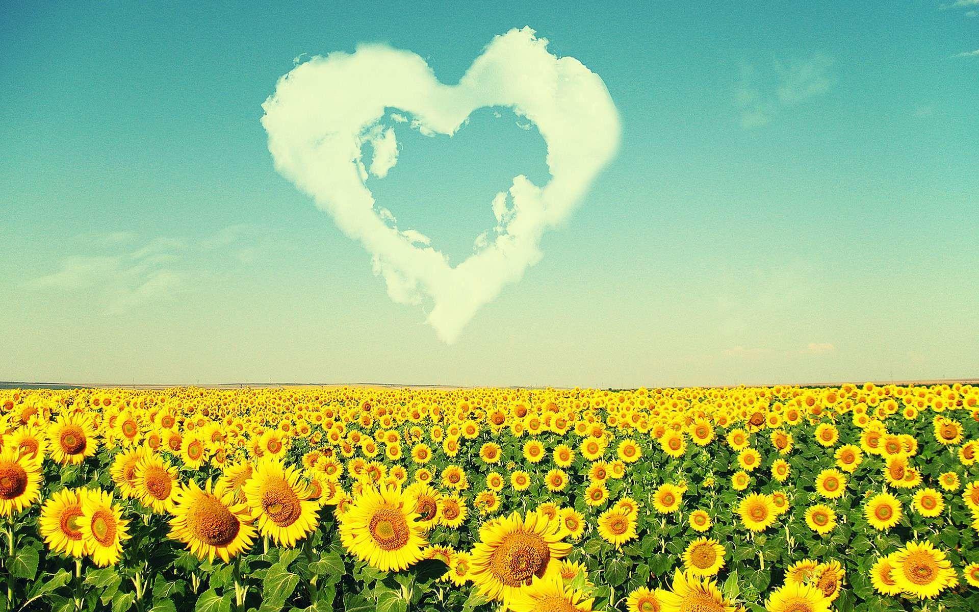 Sunflower Computer Wallpapers - Top Free Sunflower Computer Backgrounds ...