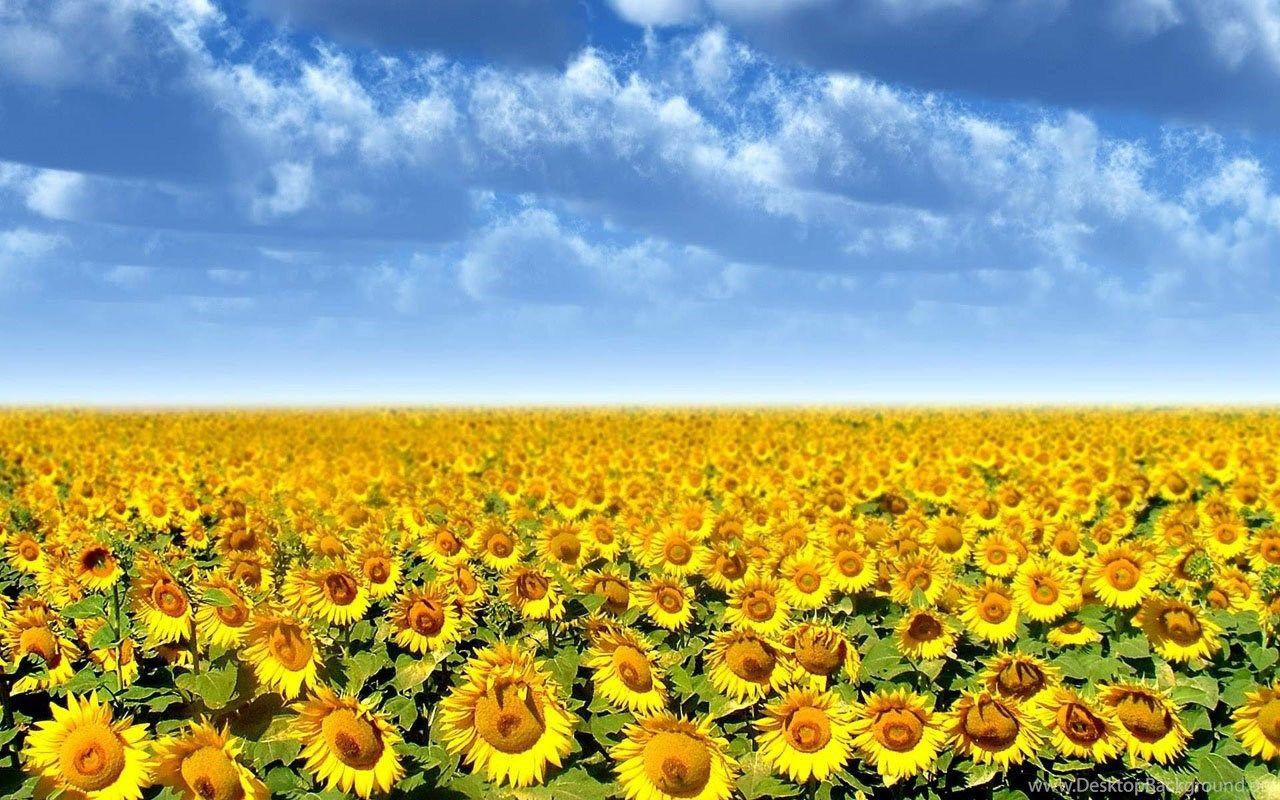 Sunflower Computer Wallpapers - Top Free Sunflower Computer Backgrounds ...