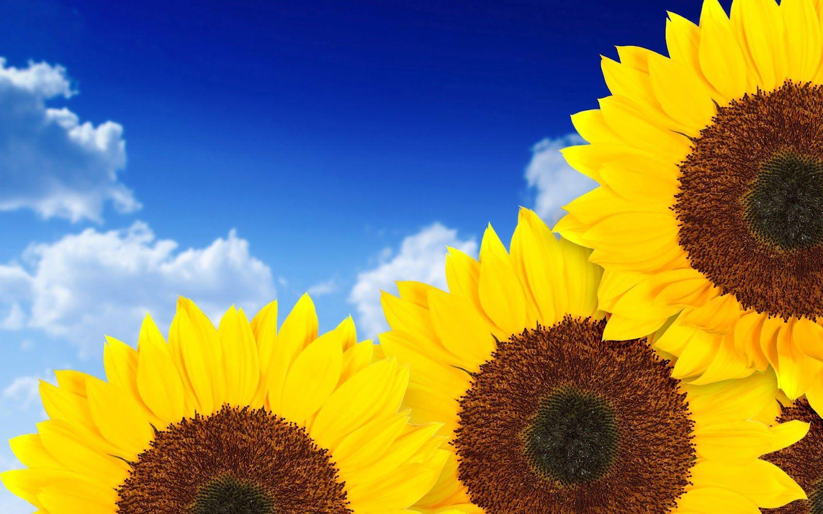 Sunflower Computer Wallpapers - Top Free Sunflower Computer Backgrounds ...