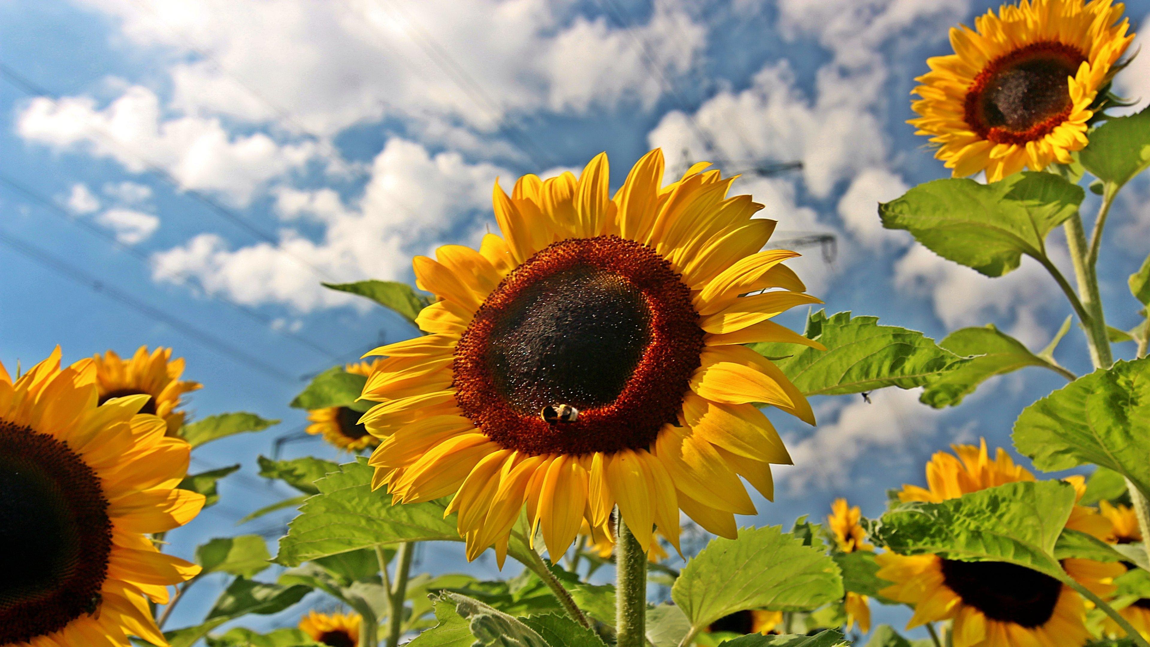 Sunflower 4k Wallpapers - Top Free Sunflower 4k Backgrounds ...