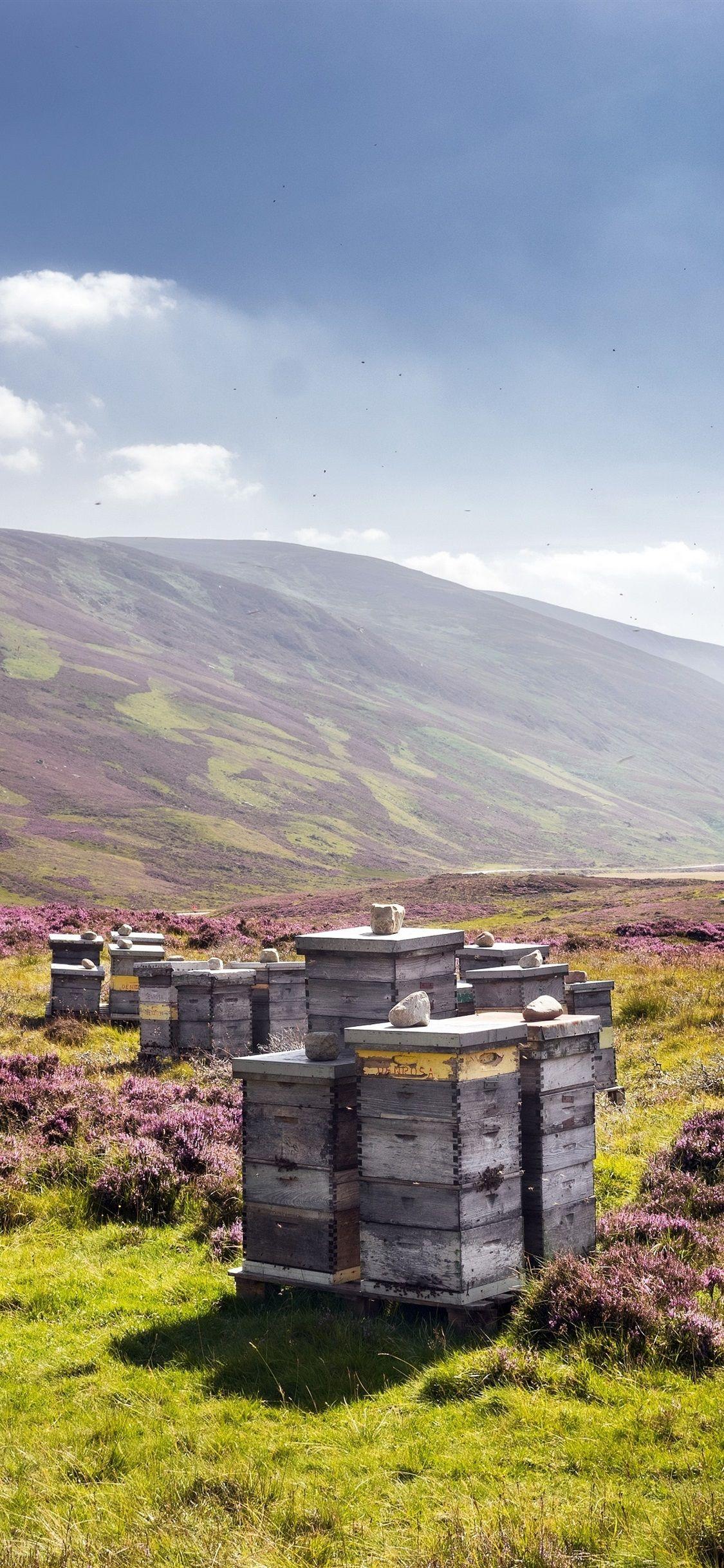 Apiary Wallpapers - Top Free Apiary Backgrounds - WallpaperAccess