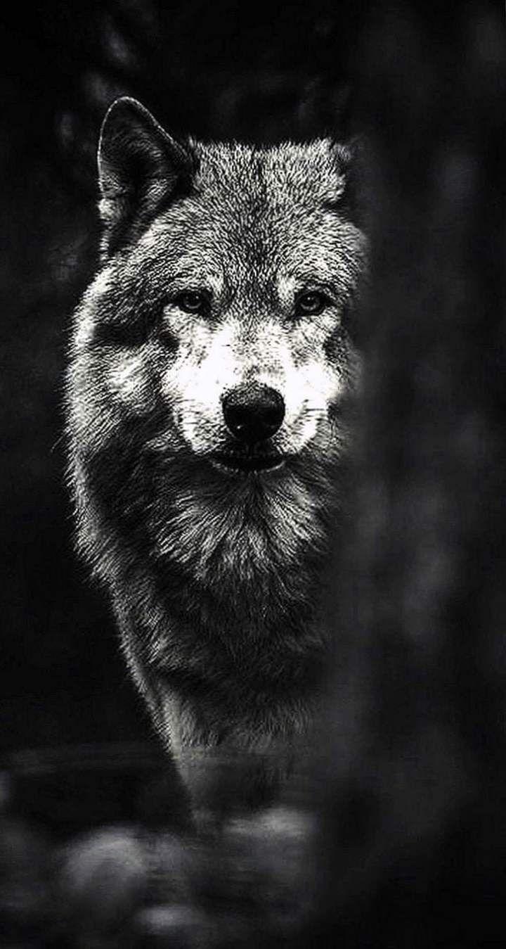 Wolves 4K Wallpapers - Top Free Wolves 4K Backgrounds - WallpaperAccess