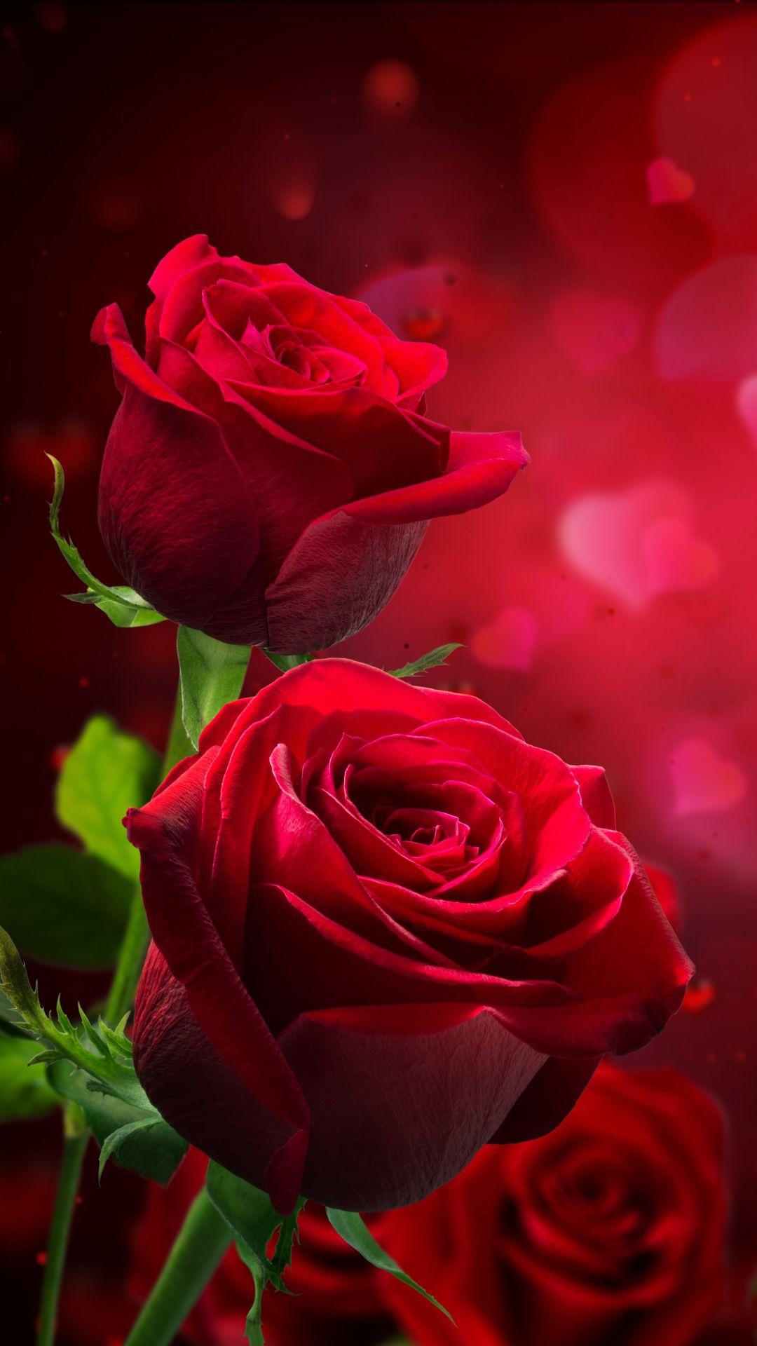 Rose Mobile Wallpapers - Top Free Rose Mobile Backgrounds - WallpaperAccess