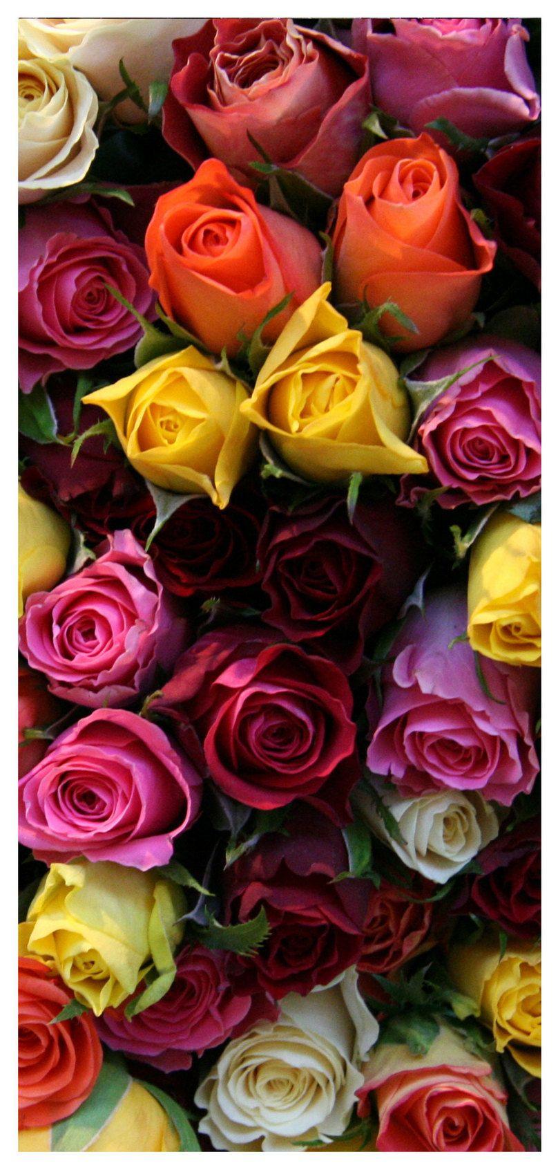 Rose Mobile Wallpapers - Top Free Rose Mobile Backgrounds - WallpaperAccess