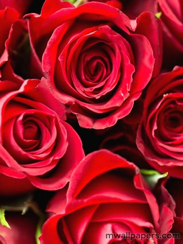 Rose Mobile Wallpapers - Top Free Rose Mobile Backgrounds - WallpaperAccess