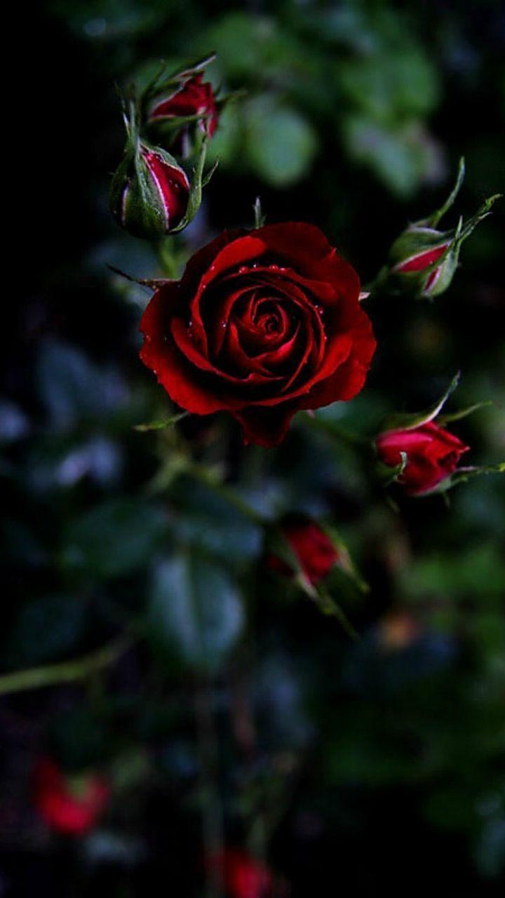 Rose Mobile Wallpapers - Top Free Rose Mobile Backgrounds - WallpaperAccess