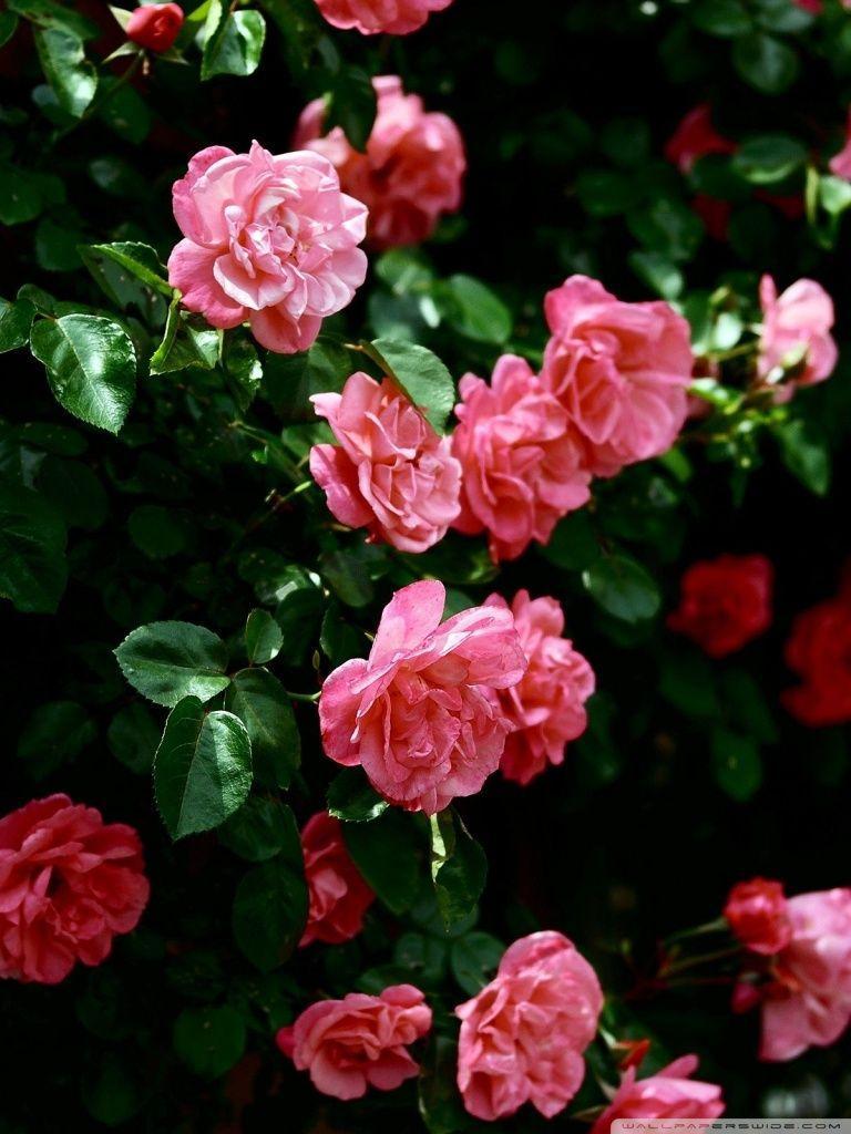 Rose Mobile Wallpapers - Top Free Rose Mobile Backgrounds - WallpaperAccess