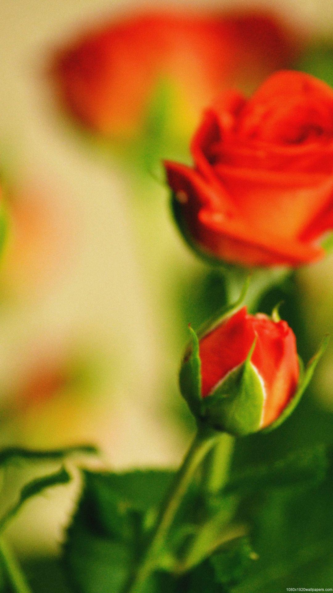 Rose Mobile Wallpapers - Top Free Rose Mobile Backgrounds - WallpaperAccess