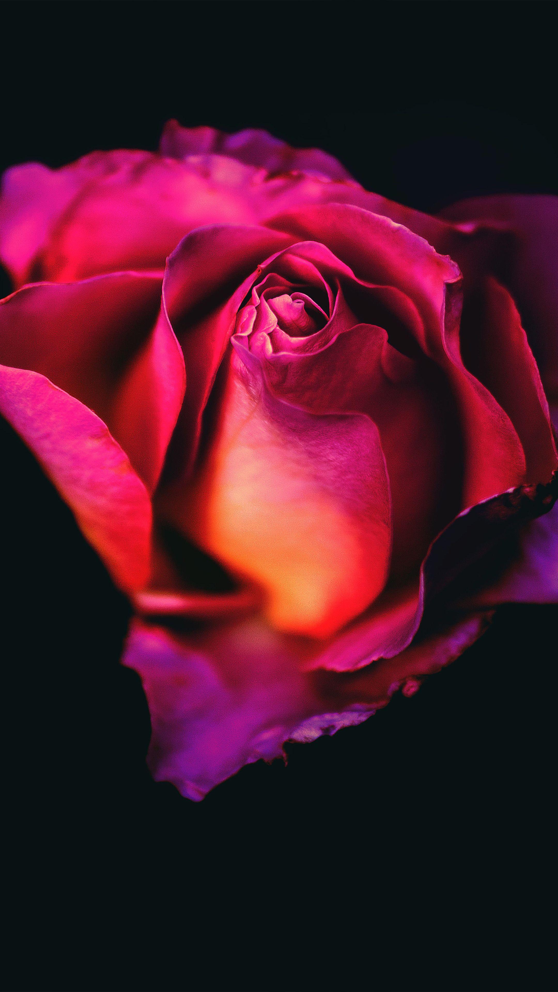 Rose Mobile Wallpapers - Top Free Rose Mobile Backgrounds - WallpaperAccess