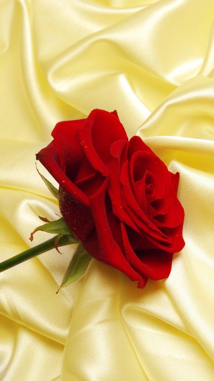Mobile Rose Wallpapers - Top Free Mobile Rose Backgrounds - WallpaperAccess