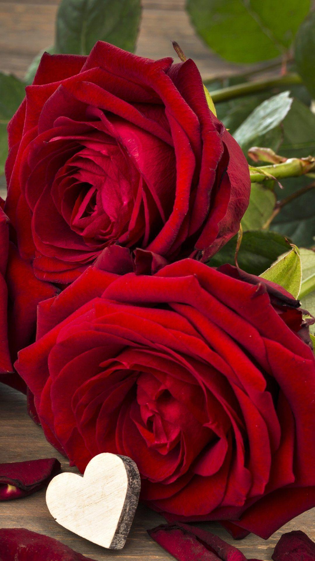 Rose Mobile Wallpapers - Top Free Rose Mobile Backgrounds - WallpaperAccess